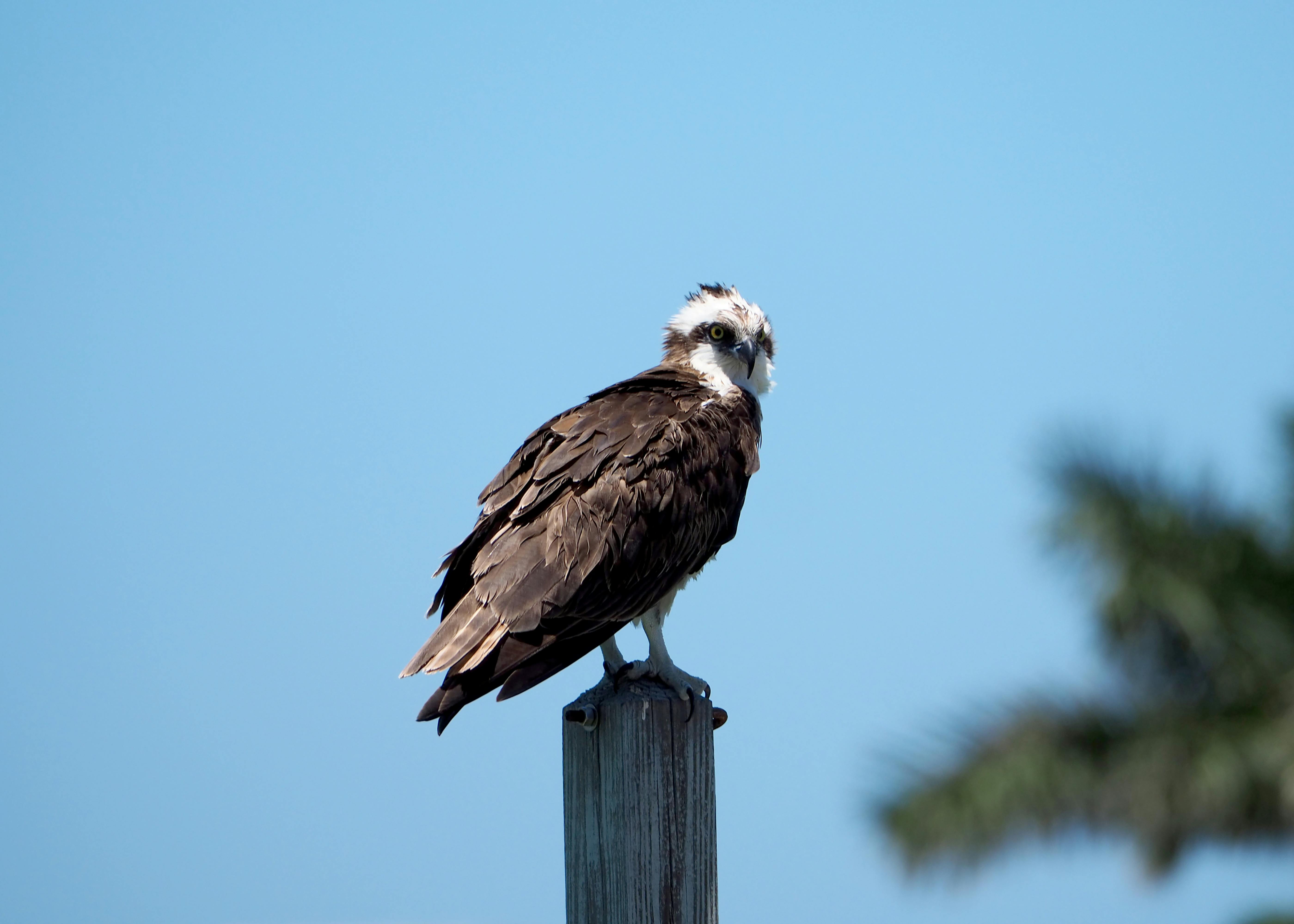 Foto stok gratis tentang alam, alami, bangsa burung, bebas, bersemangat ...