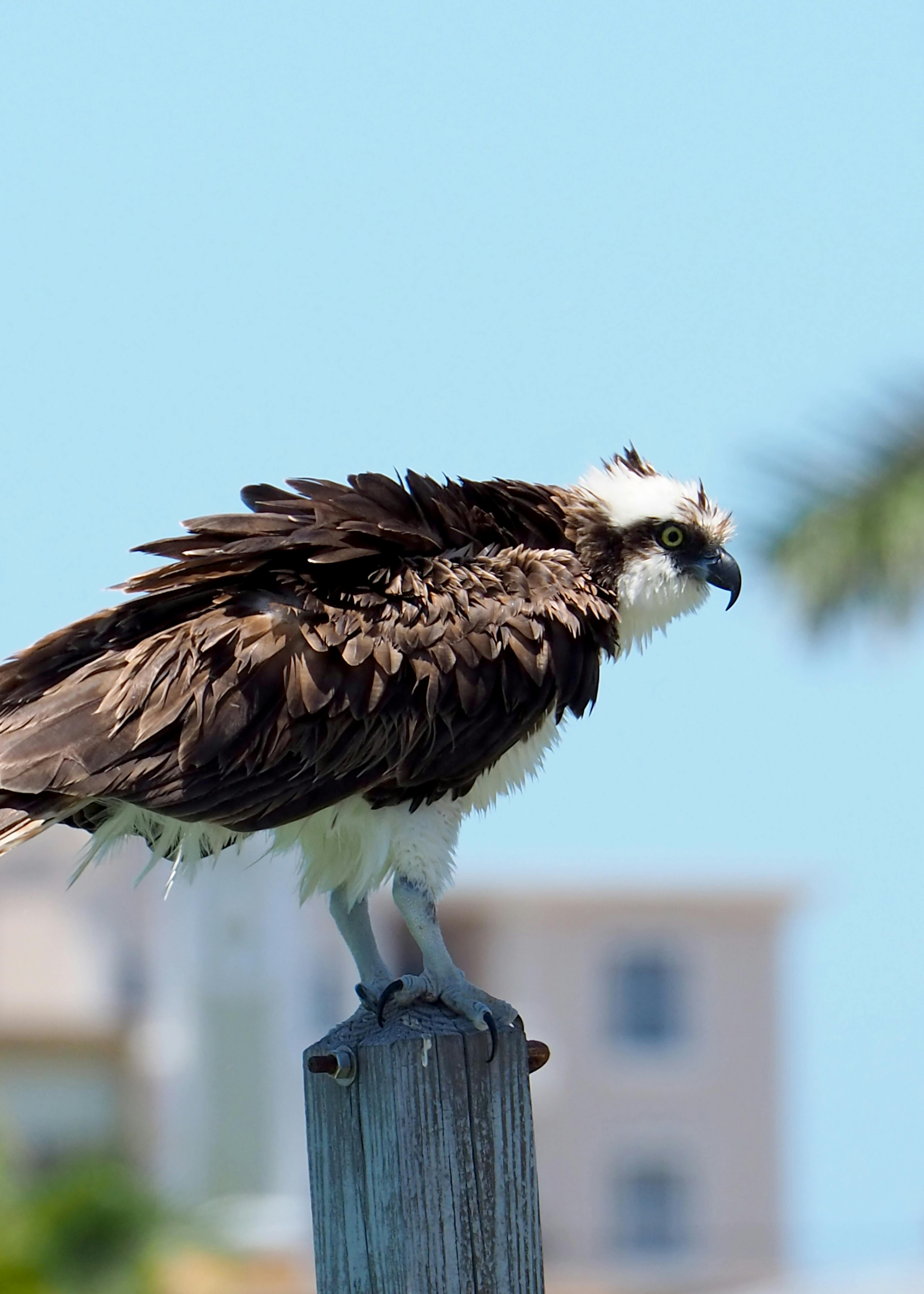 Raptors 62 Photos & Videos Collected by Alexa Heinrich