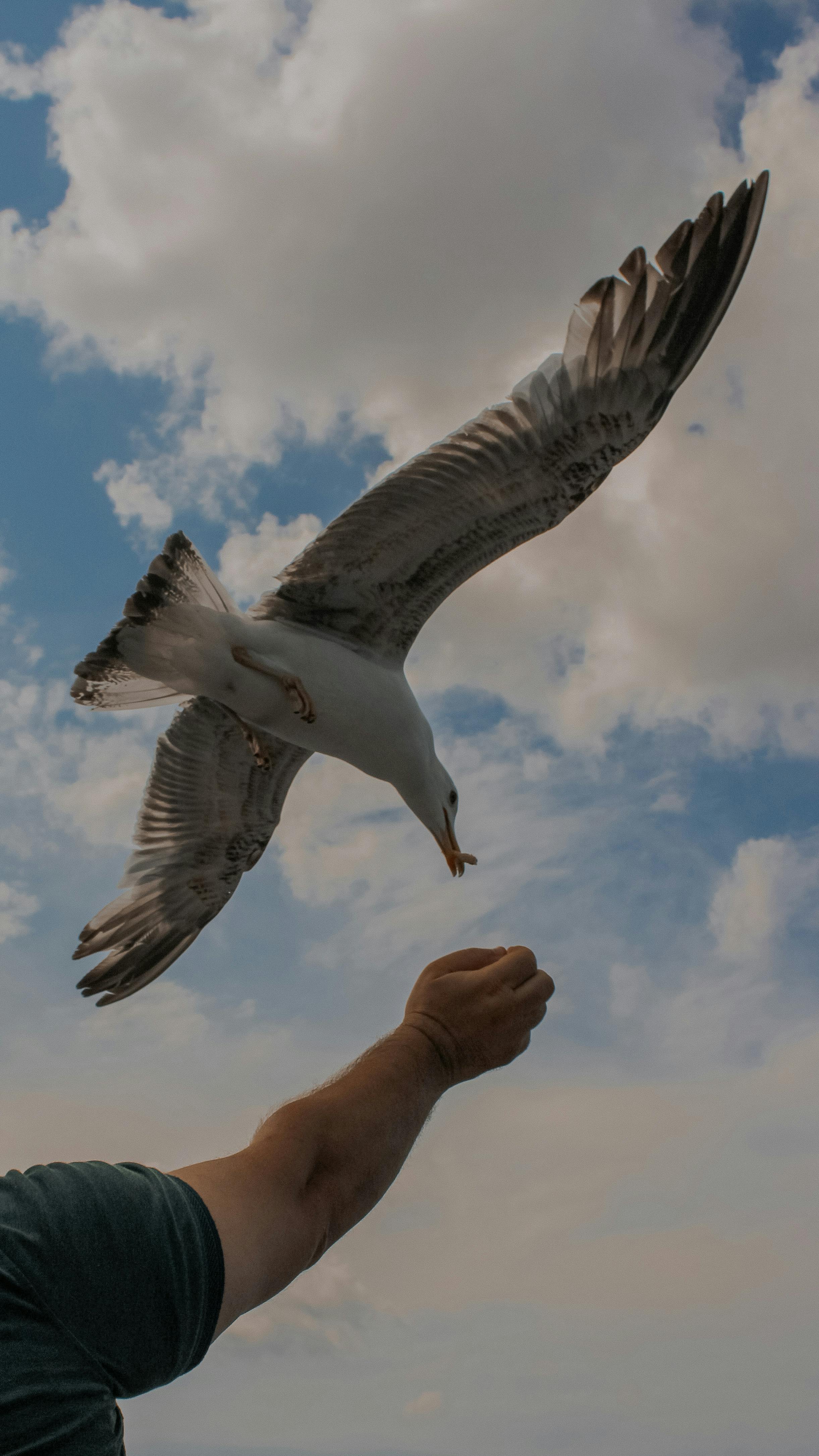 Hand Under Seagull in Air · Free Stock Photo