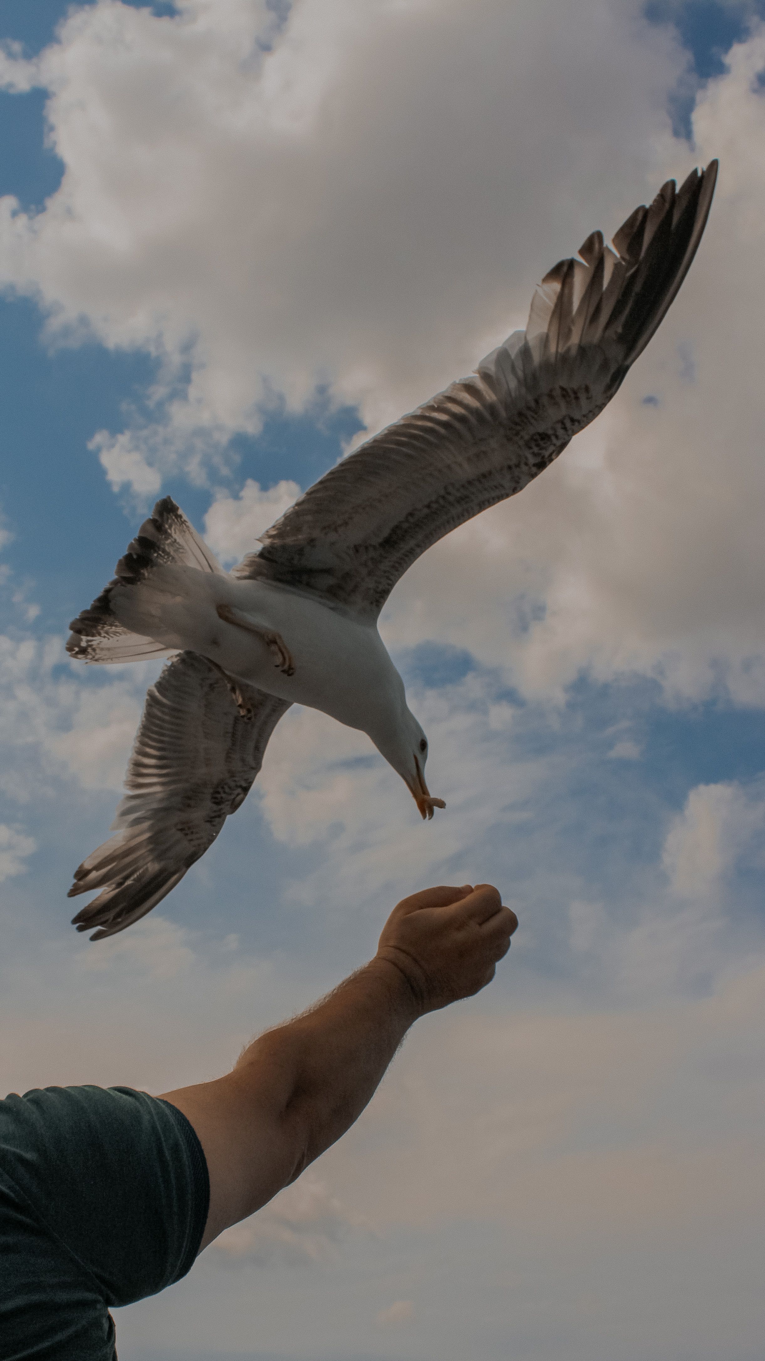 Hand Under Seagull in Air · Free Stock Photo