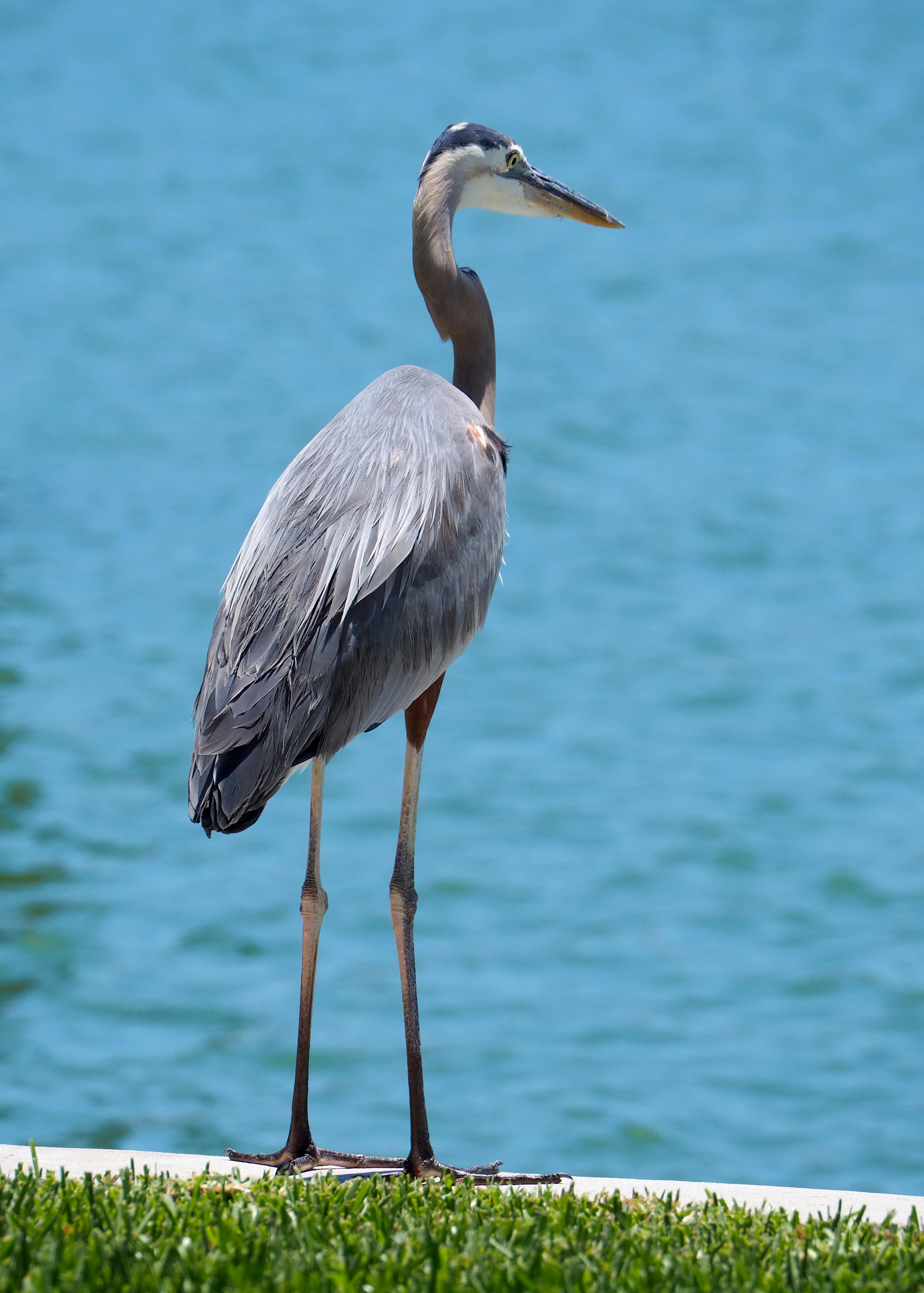 Wading Birds 38 Photos & Videos Collected by Alexa Heinrich