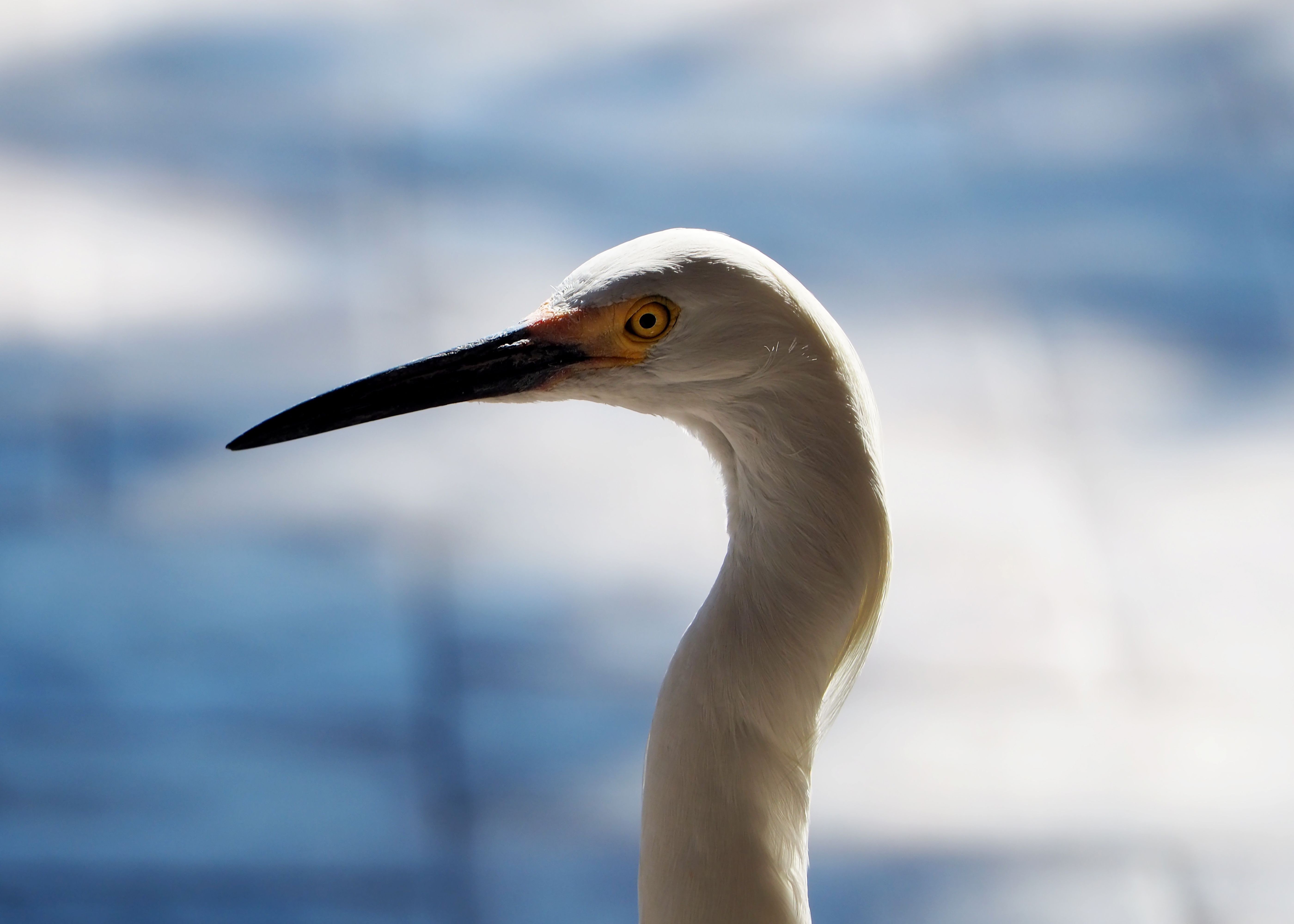 Wading Birds 38 Photos & Videos Collected by Alexa Heinrich