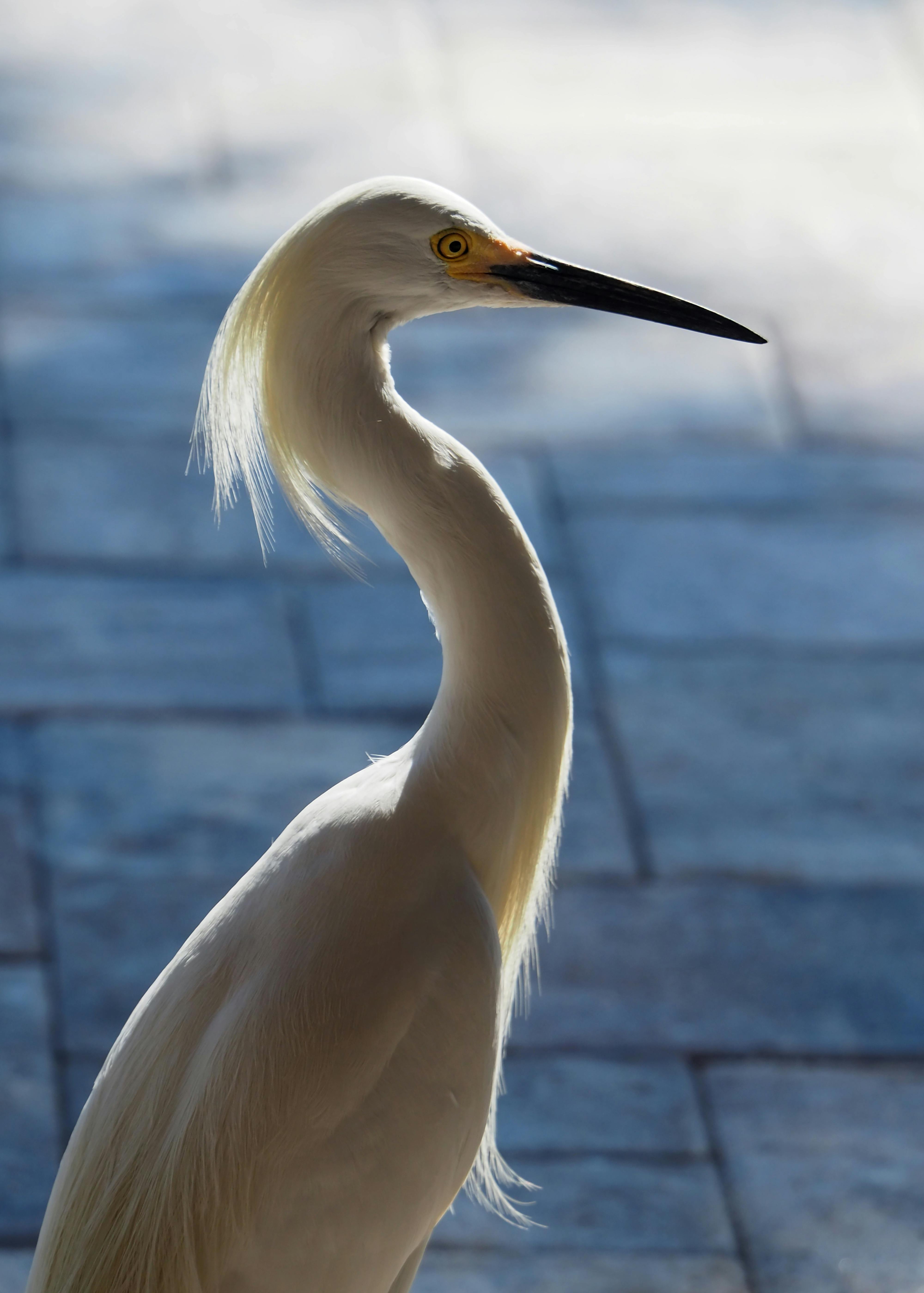 Wading Birds 38 Photos & Videos Collected by Alexa Heinrich