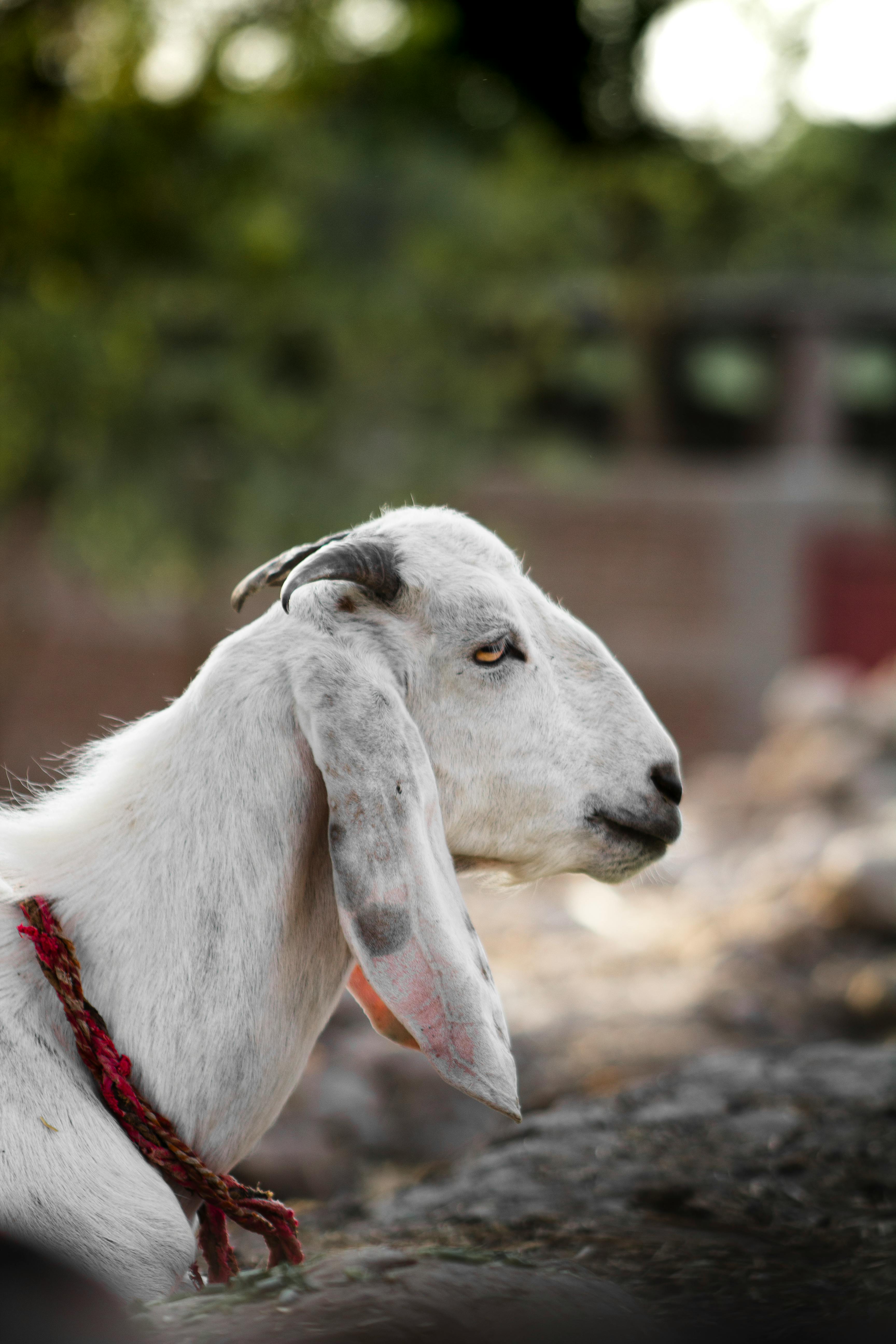 Head of Jamnapari Goat · Free Stock Photo