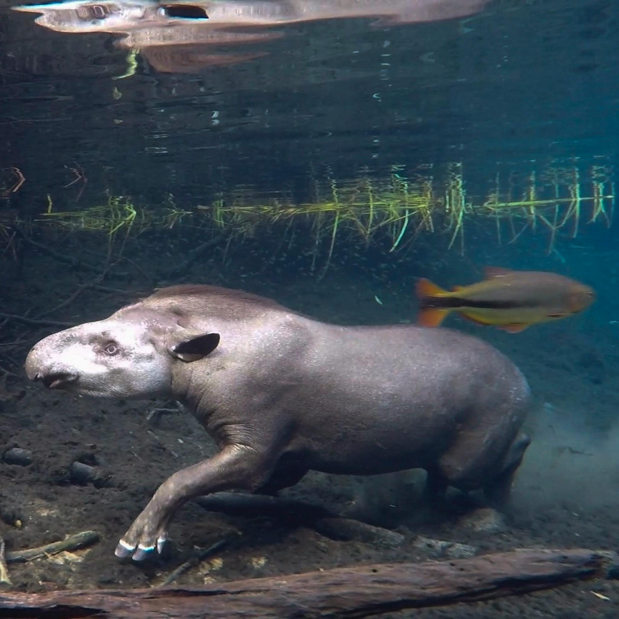 Tapir in Water · Free Stock Photo