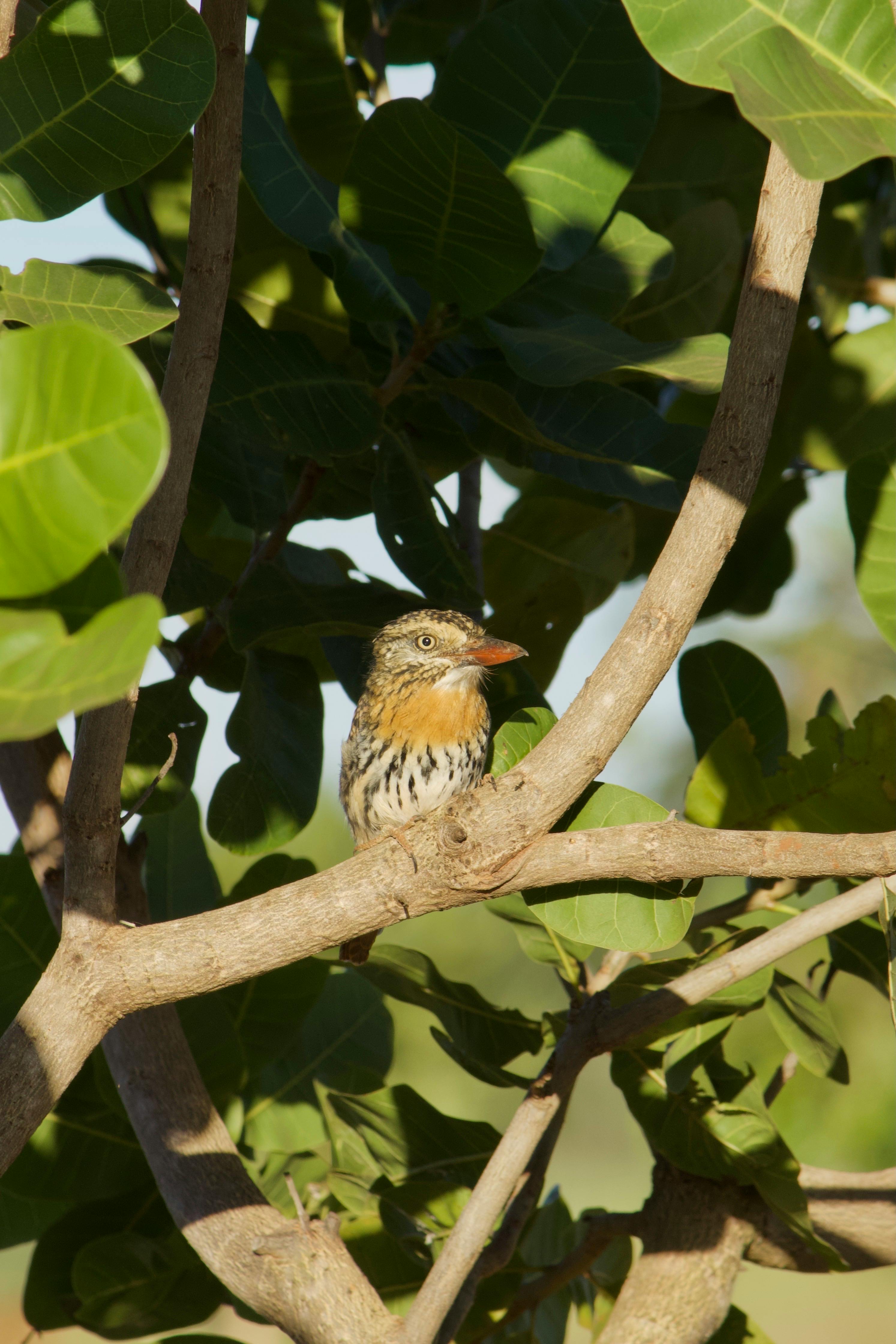 Caatinga Puffbird Bird Sitting in Sunshine on Branch · Free Stock Photo