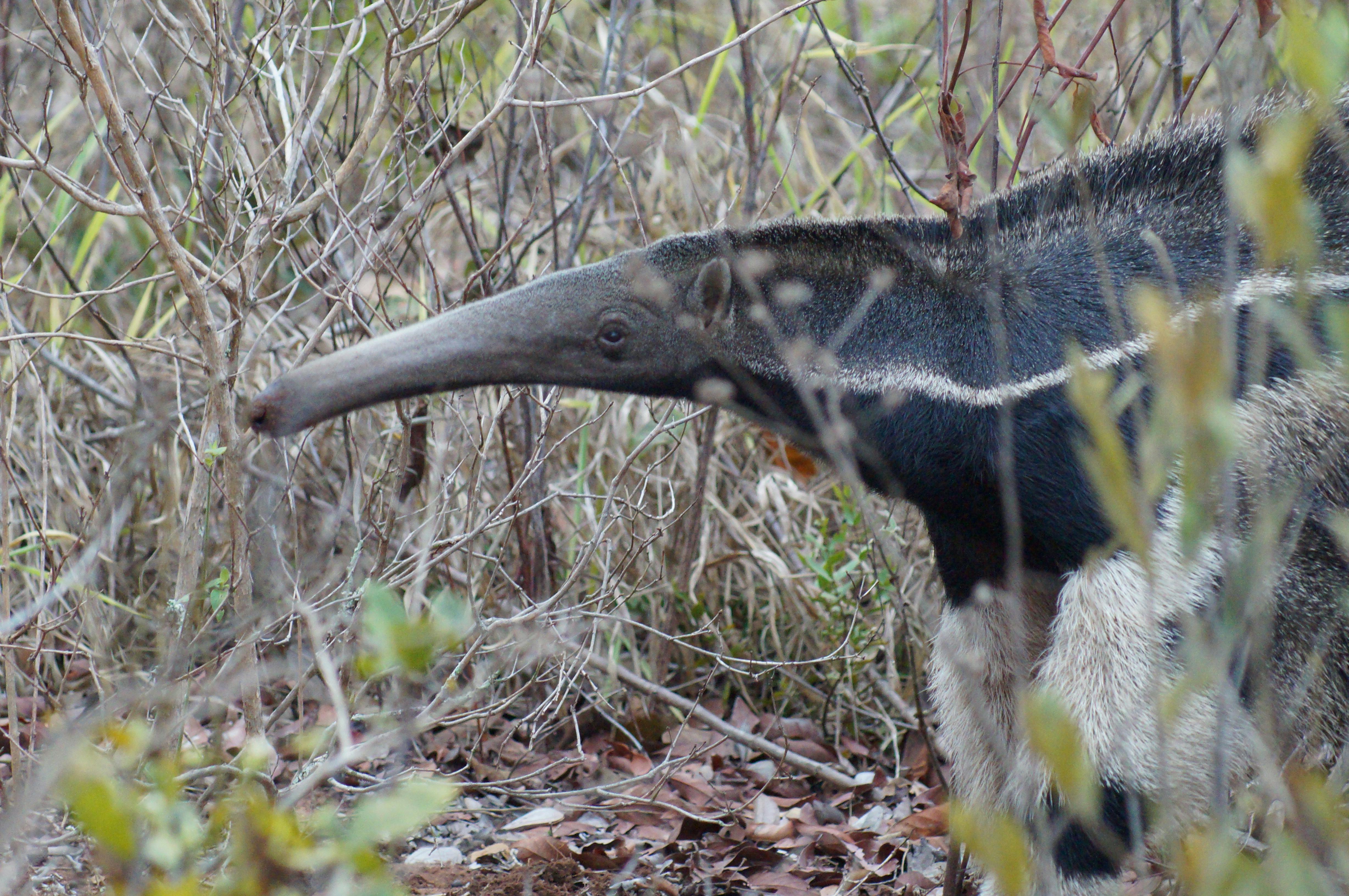 Interesting Fauna Photos, Download The BEST Free Interesting Fauna ...