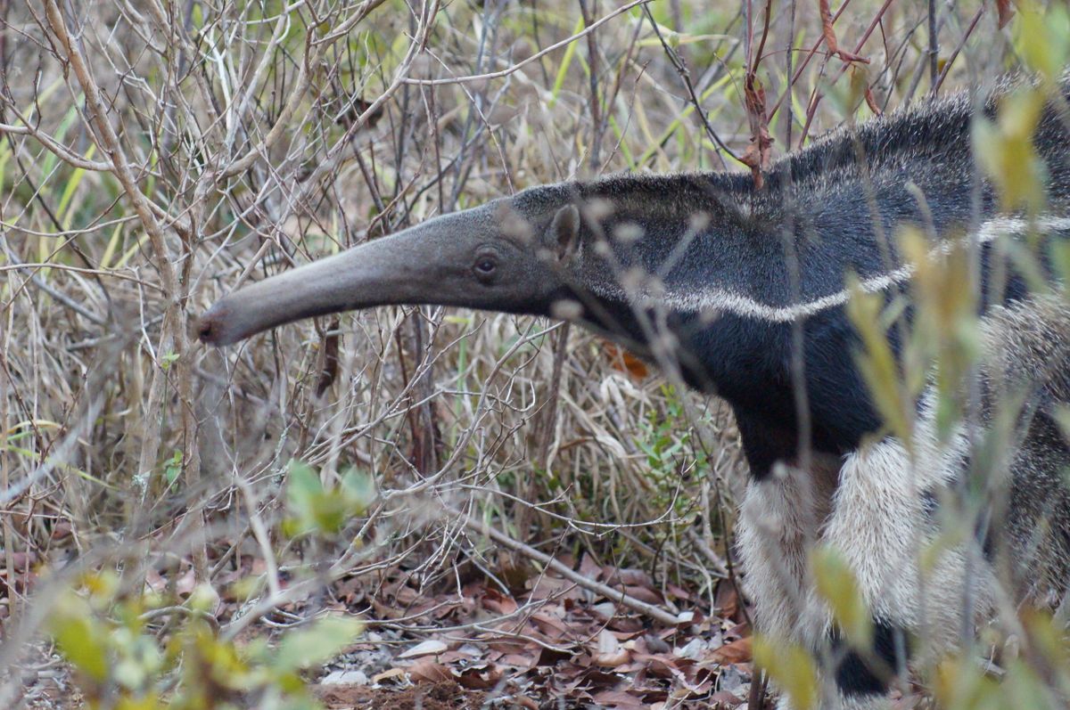 Anteater Photos, Download The BEST Free Anteater Stock Photos & HD Images