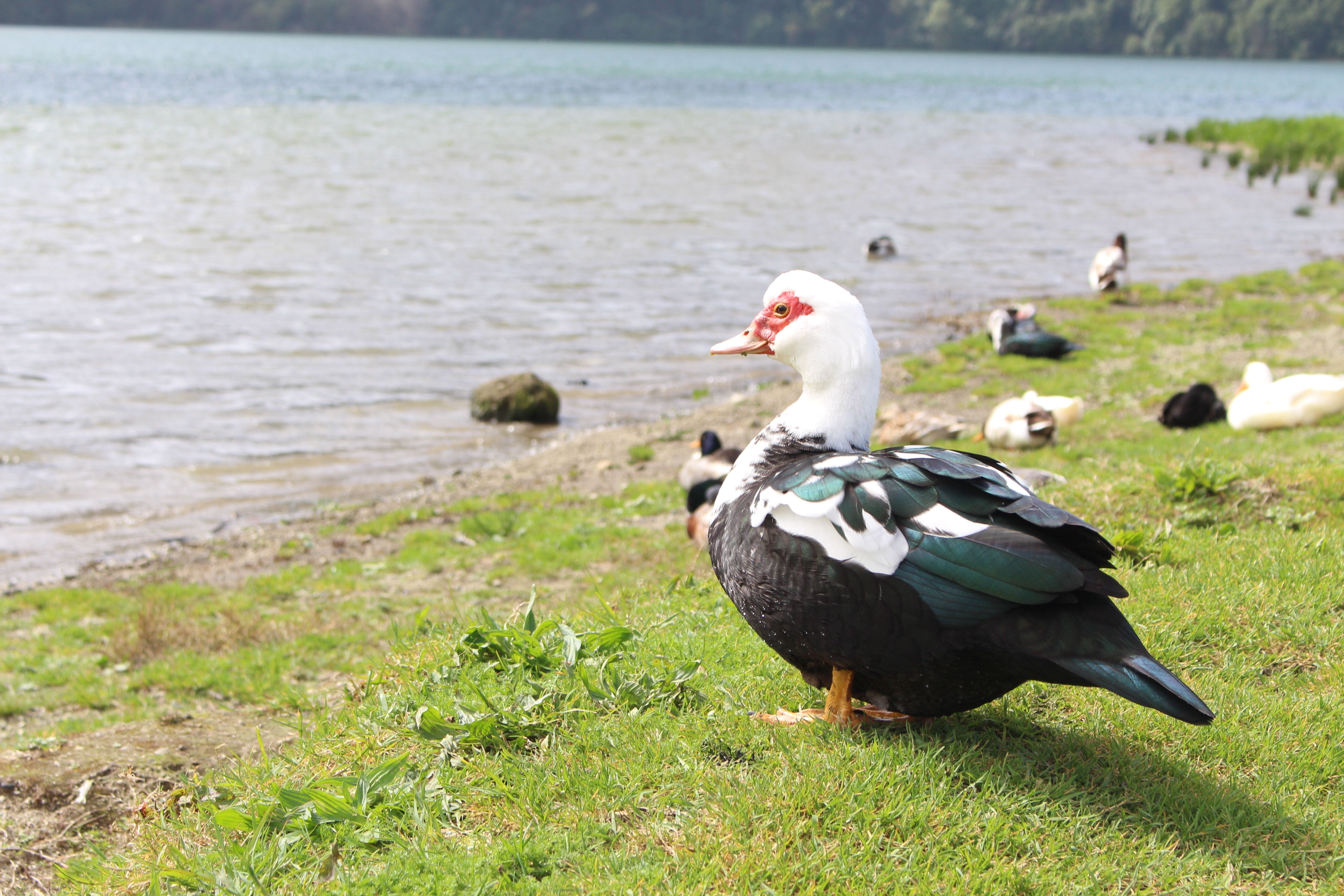 Closeup of Muscovy Duck near Lake · Free Stock Photo