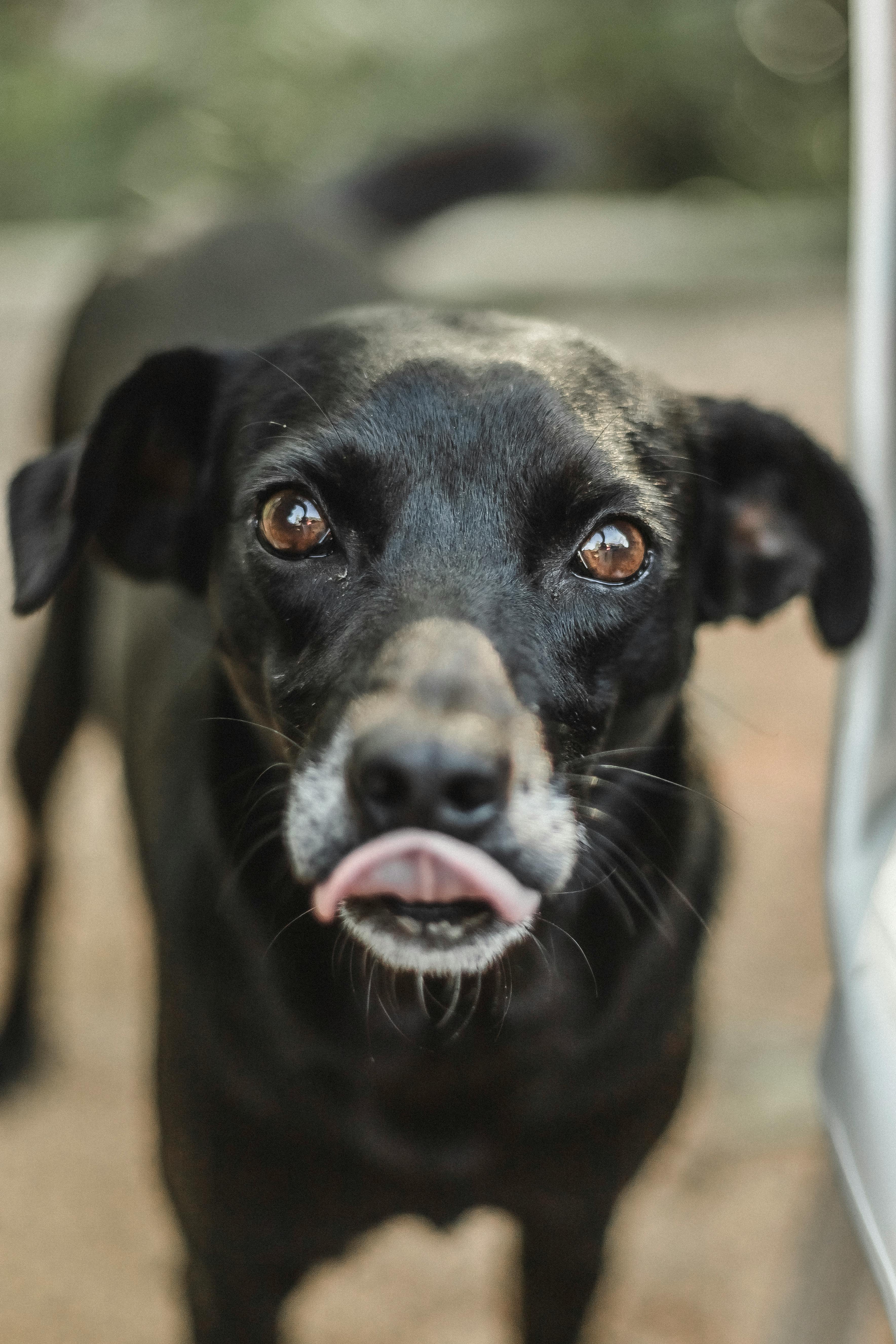 Portrait of Black Dog · Free Stock Photo