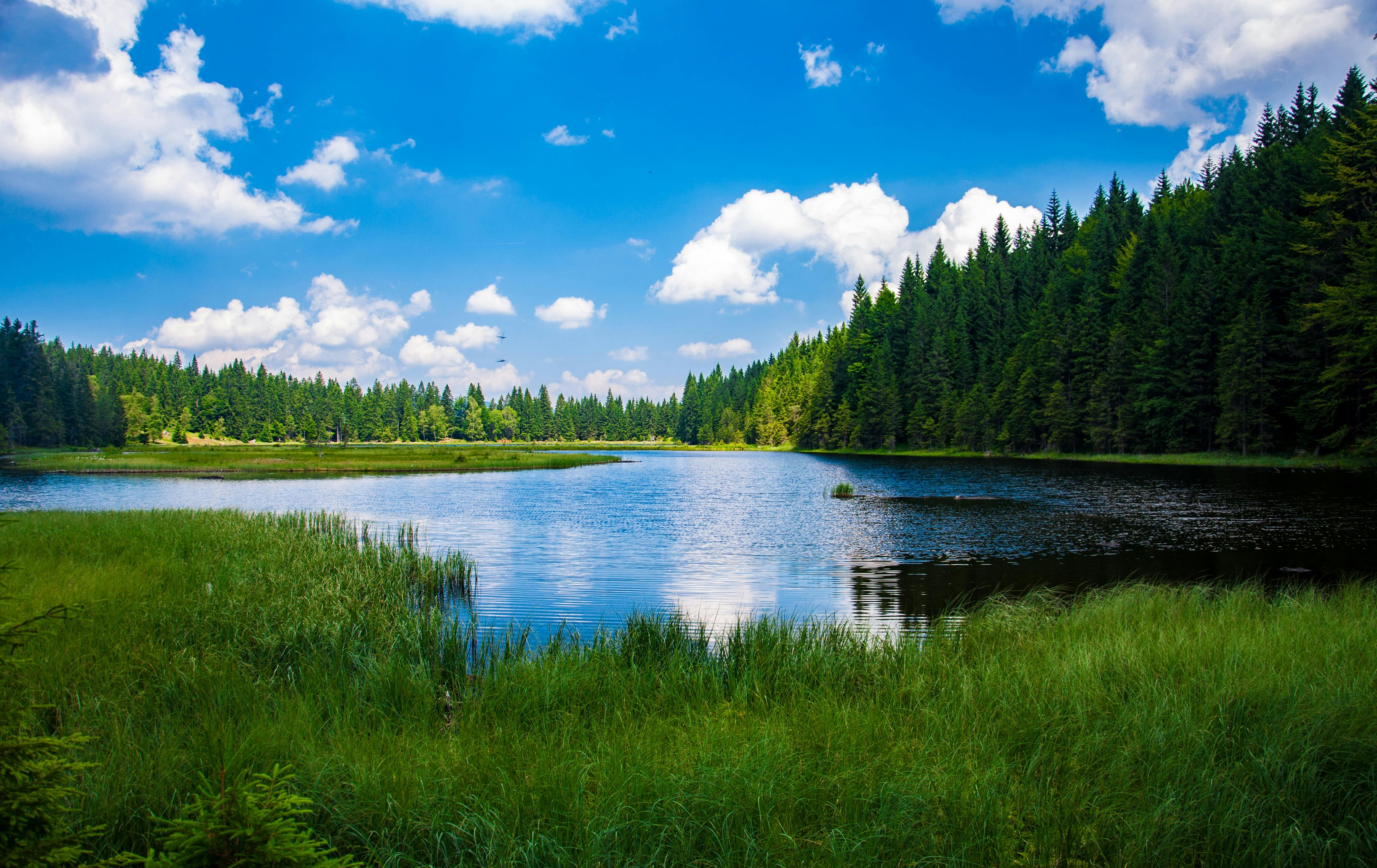 Scenic View of Lake in Forest · Free Stock Photo