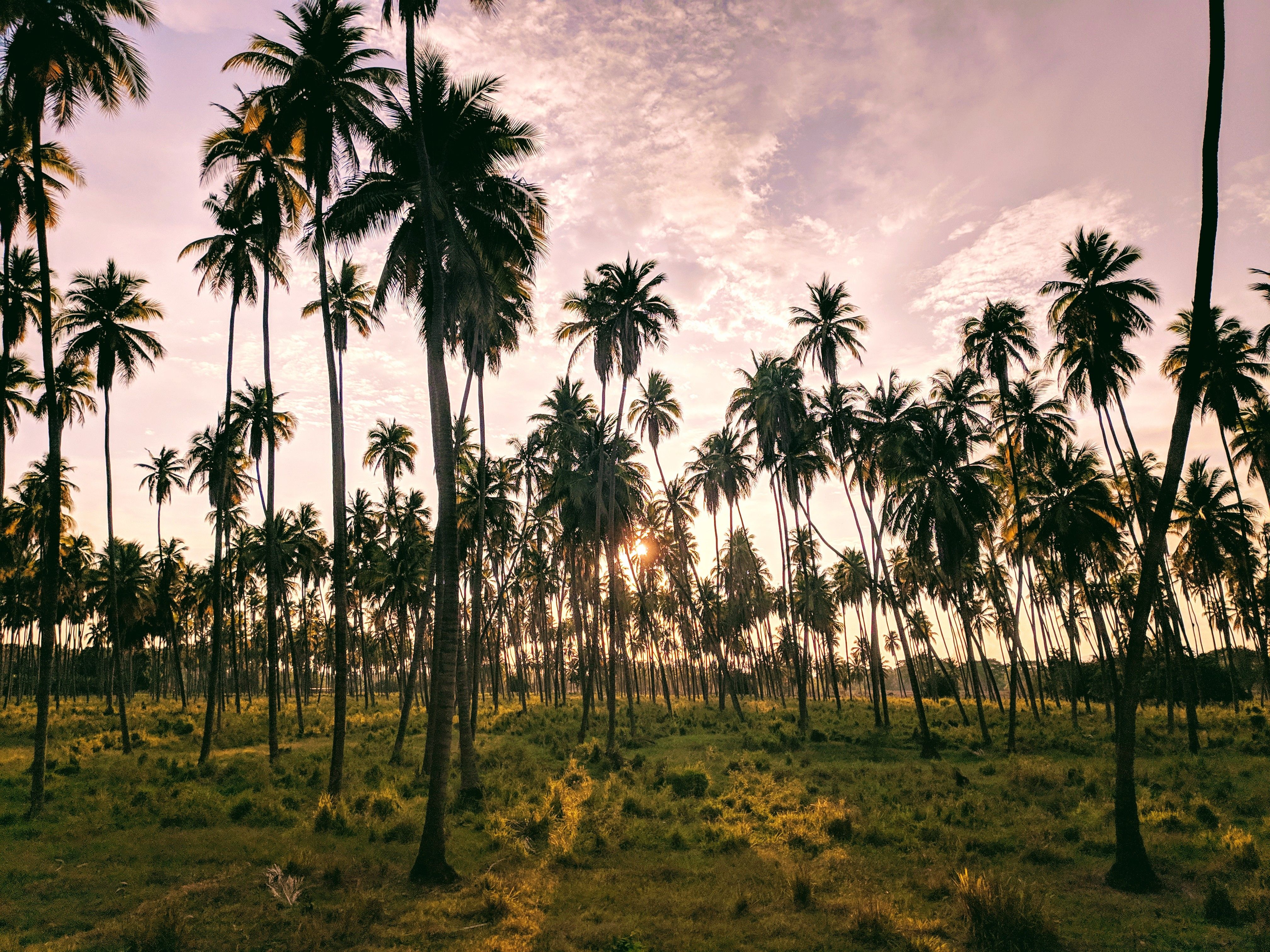 Photo Palm Trees During Golden Hour · Free Stock Photo