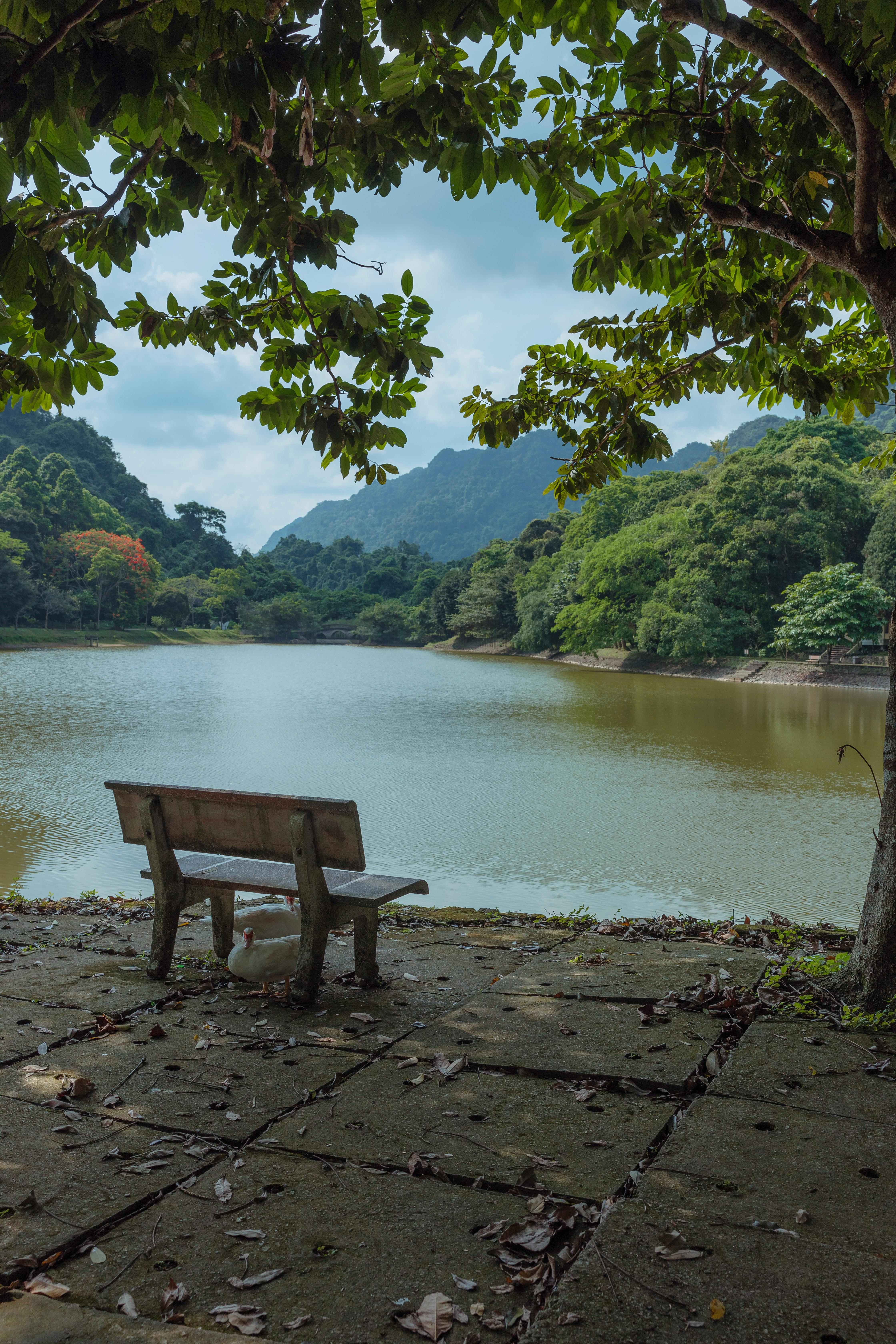 Bench and Lake · Free Stock Photo
