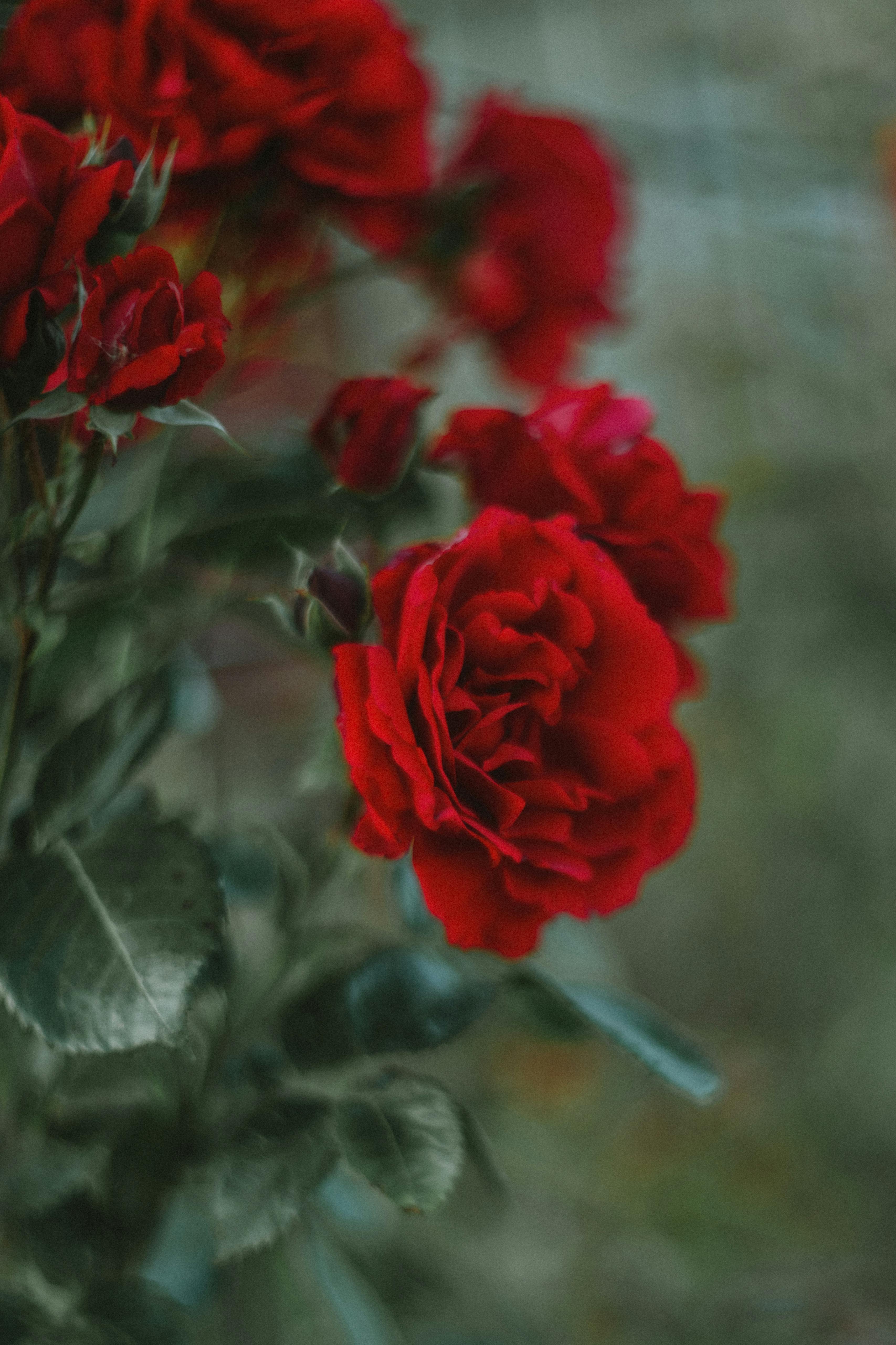 Red Roses · Free Stock Photo