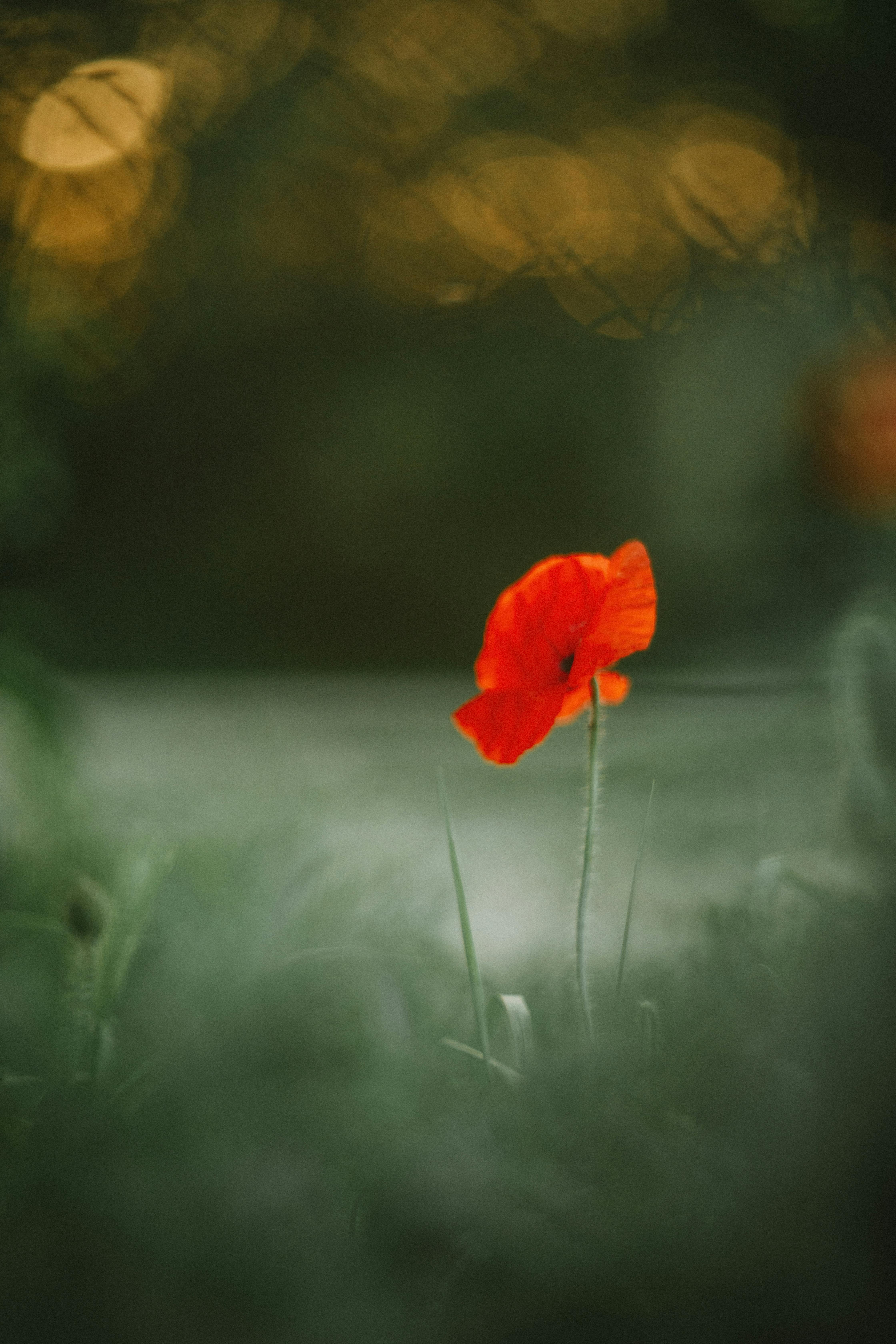 Close-up of Poppies on a Field · Free Stock Photo