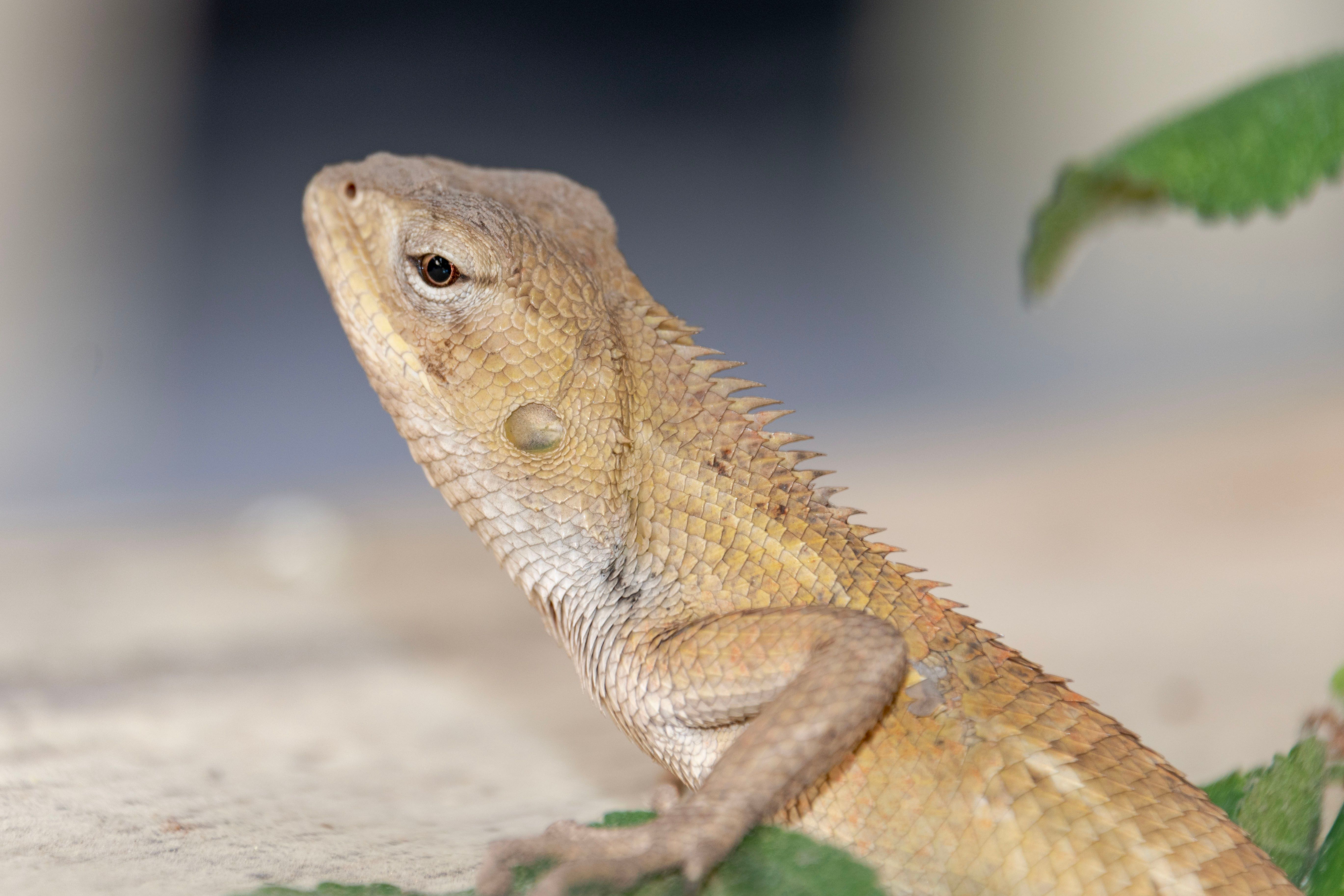 Close-up of a Brown Lizard Sitting on a Wall · Free Stock Photo