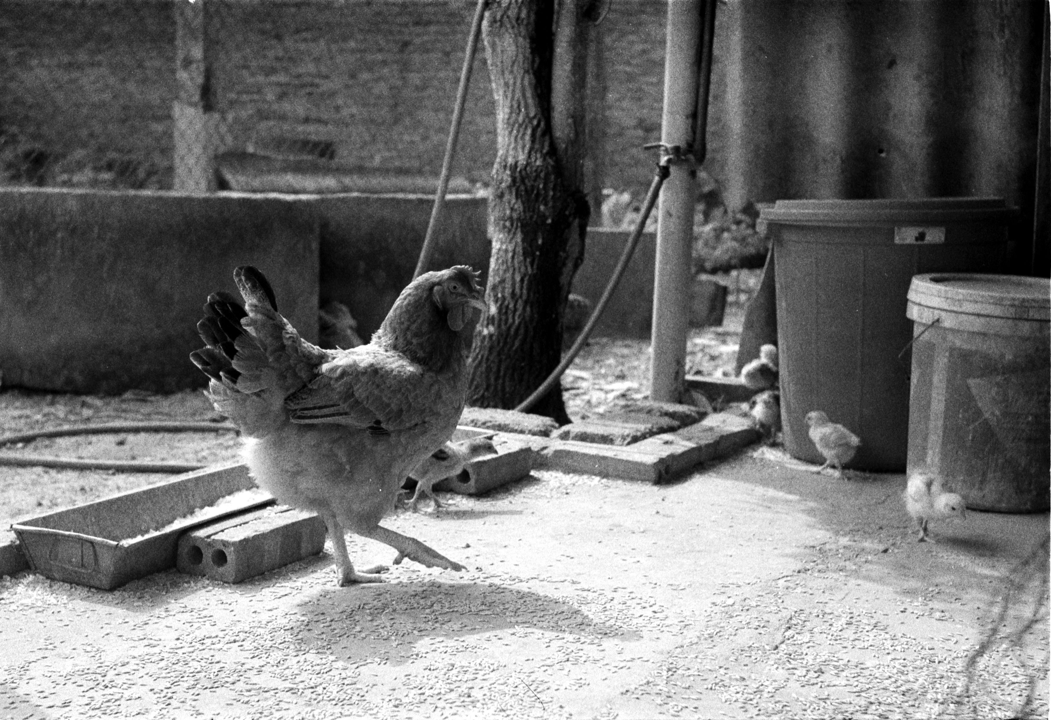A black and white photo of a chicken walking · Free Stock Photo