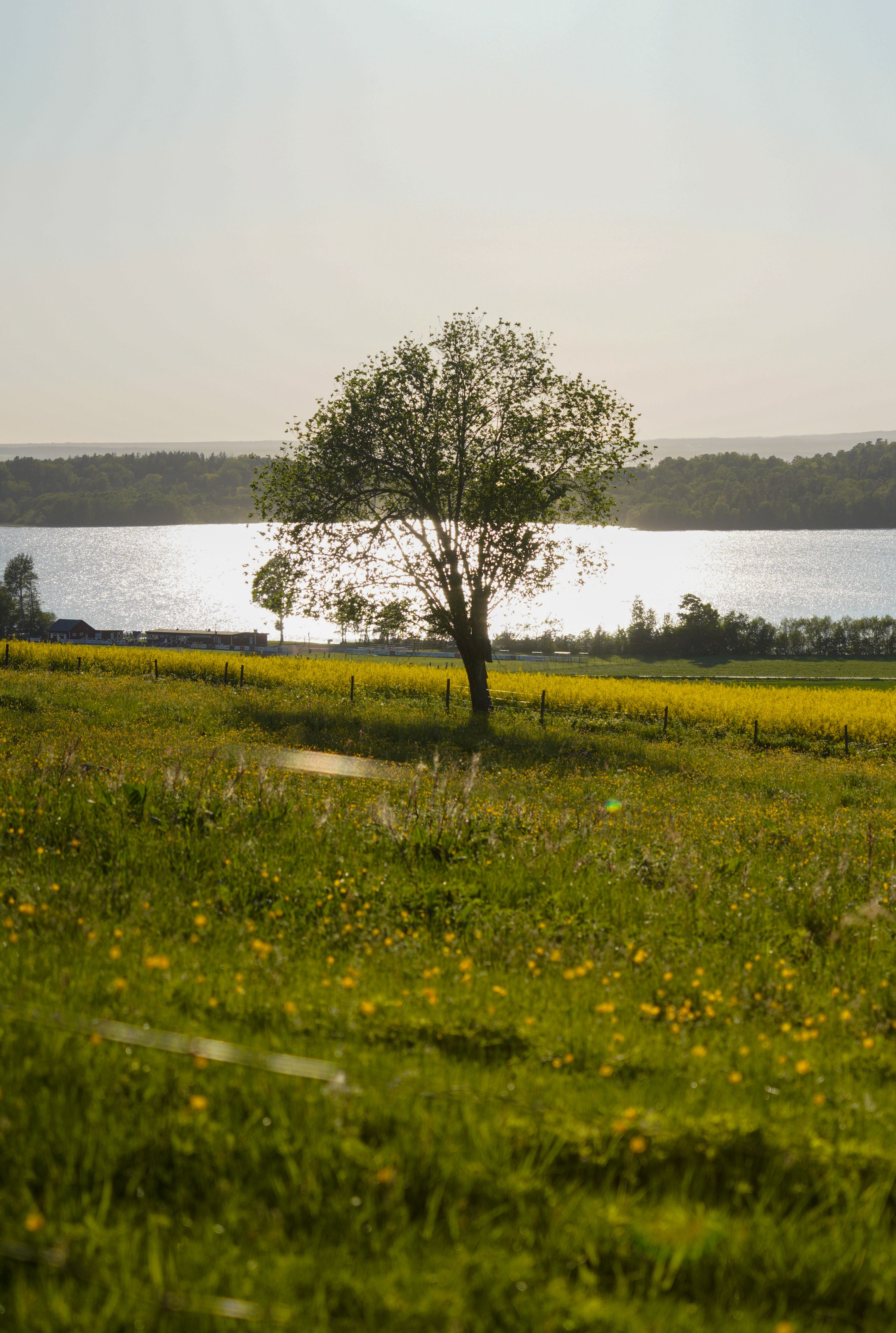 Tree on Meadow in Countryside · Free Stock Photo