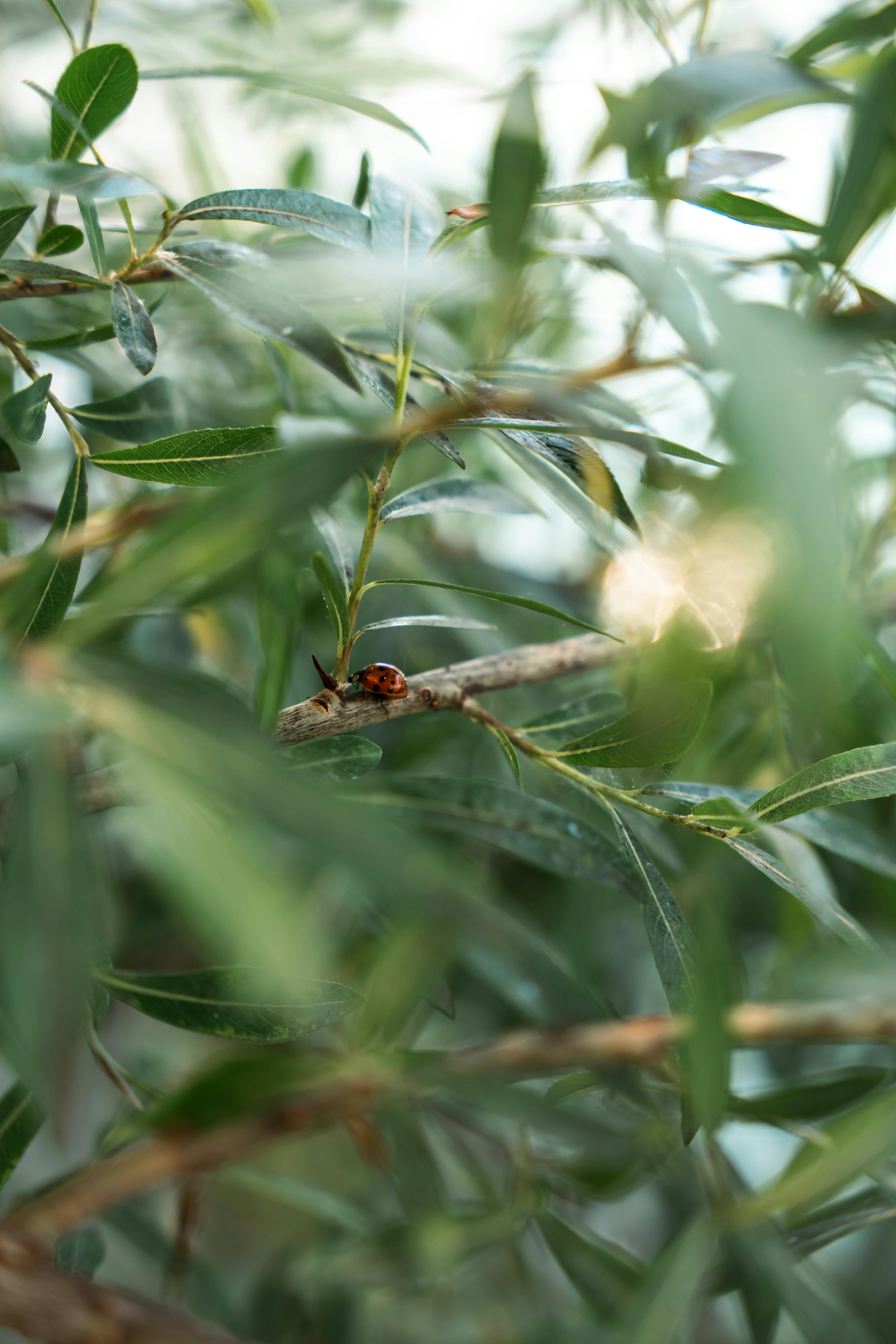 Ladybug on Branch behind Leaves · Free Stock Photo