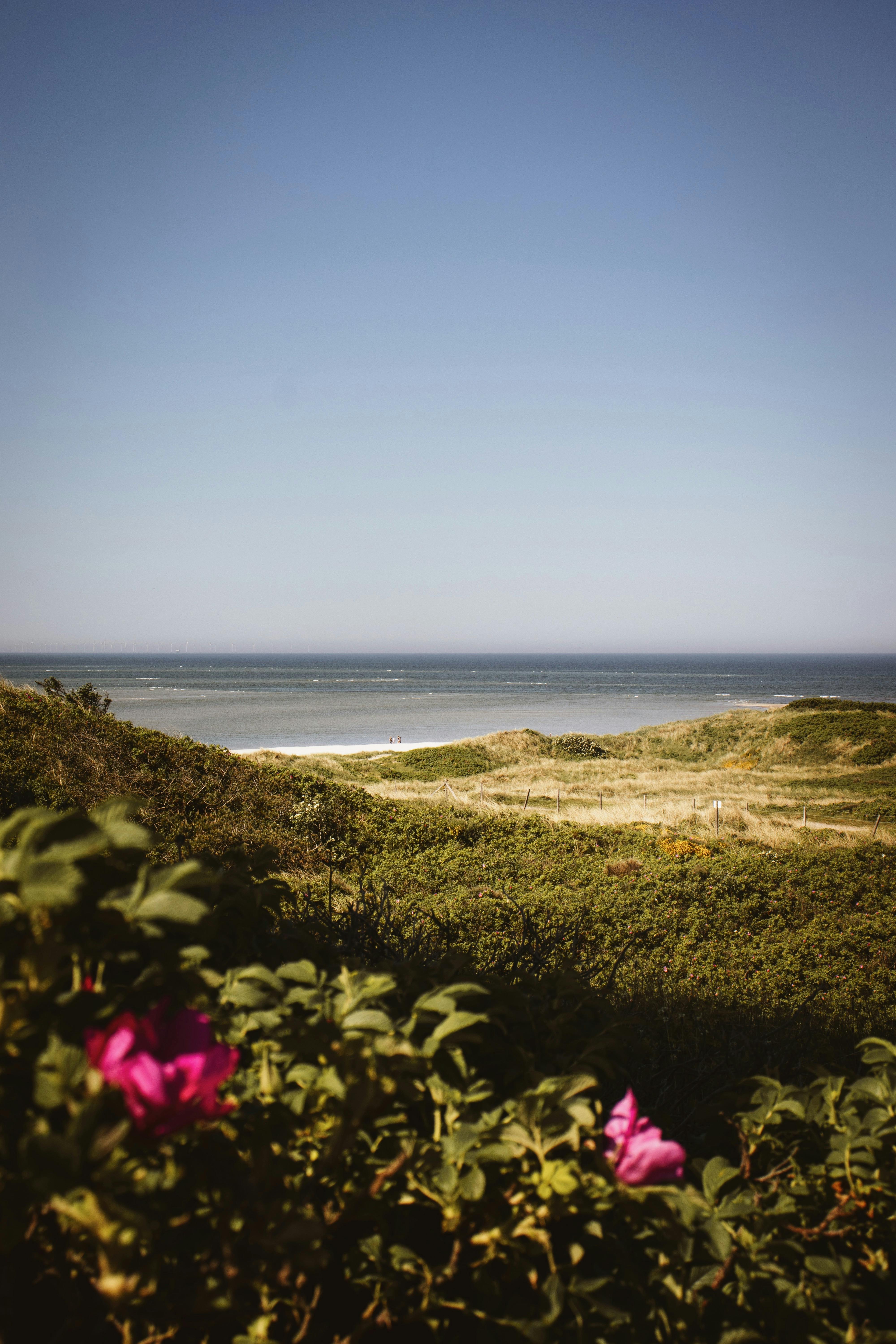 Dunes by the Sea Shore in Denmark · Free Stock Photo