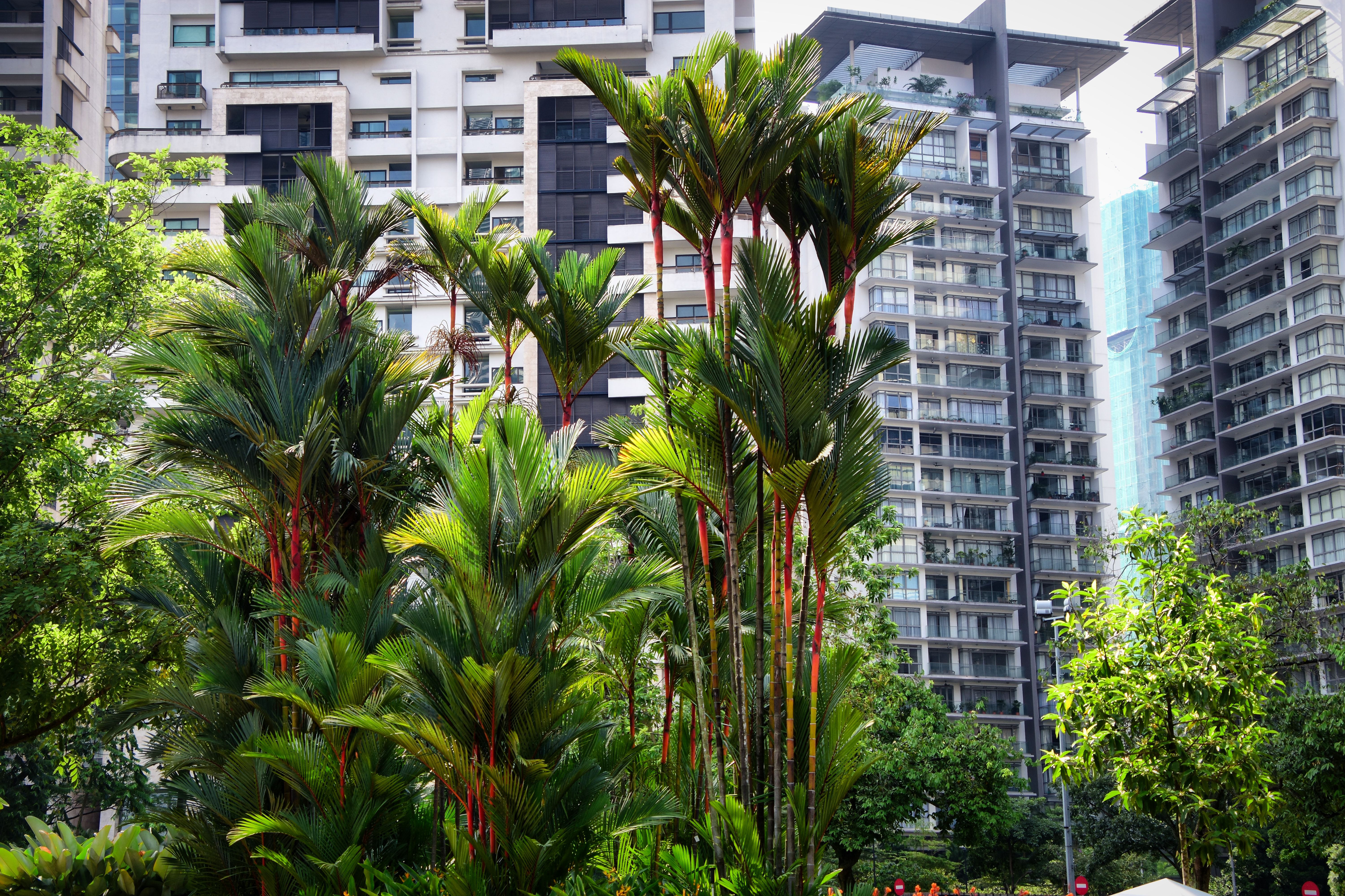 View of Trees in a Park and Modern Apartment Buildings in Kuala Lumpur ...