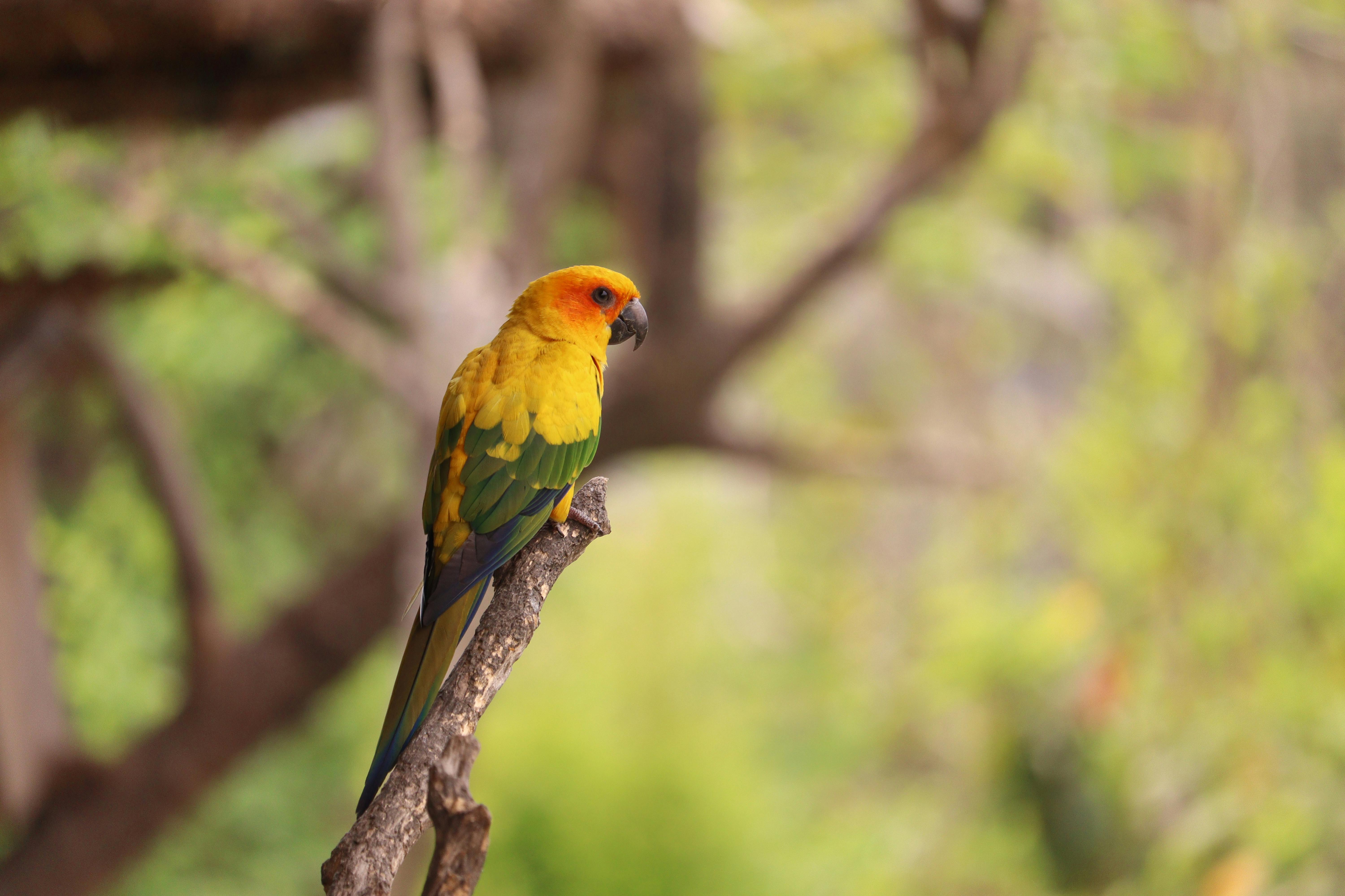 Close-up of a Yellow-Eared Conure · Free Stock Photo