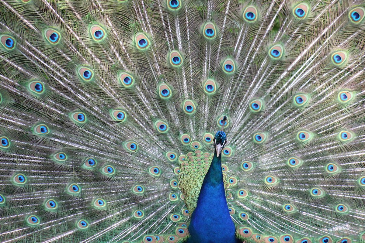 Peacock Commercial Account: Costs and Features Explained