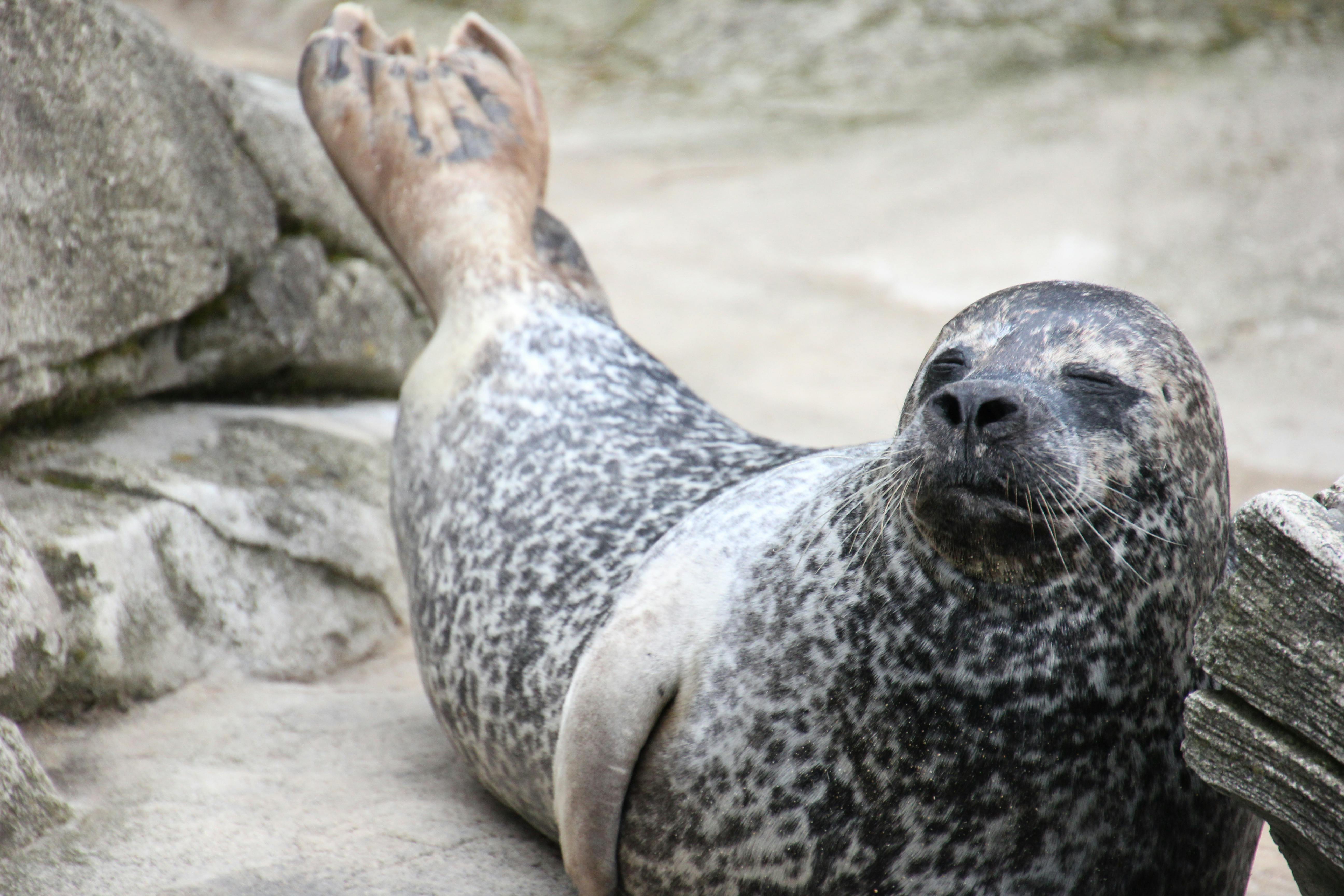 Premvati Seal Photos, Download The BEST Free Premvati Seal Stock Photos ...