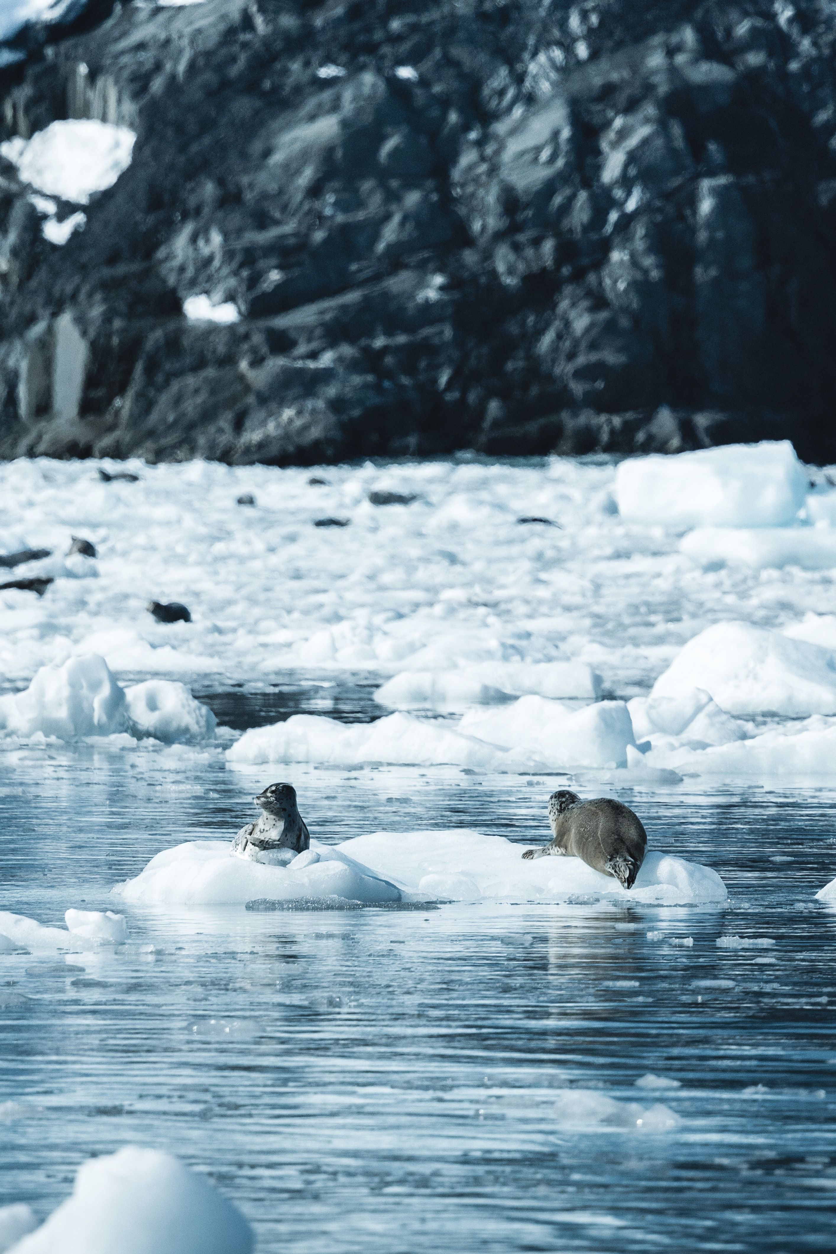 Seals Pups on Ice on Sea Shore · Free Stock Photo