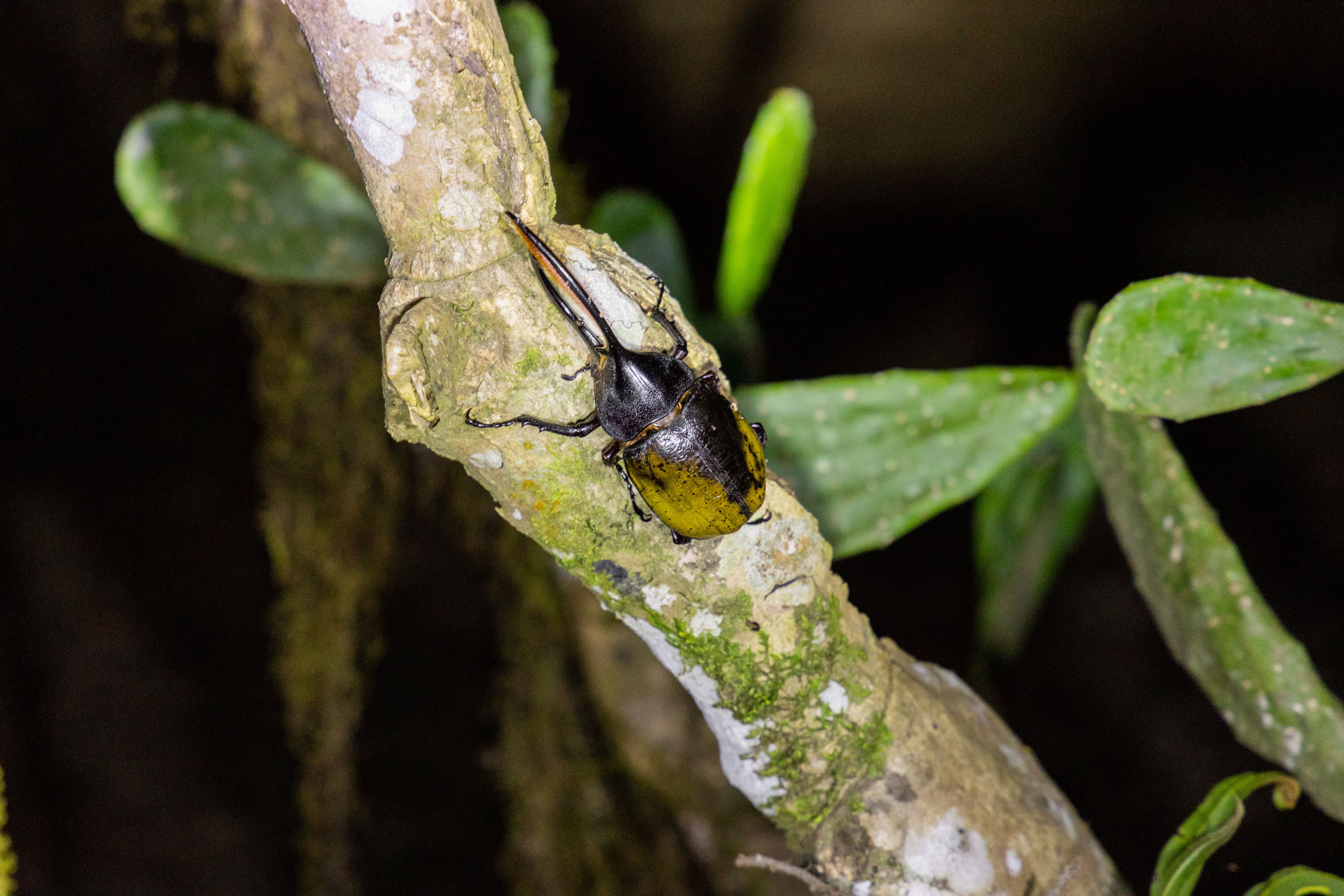 Close-up of a Hercules Beetle Sitting on a Branch · Free Stock Photo
