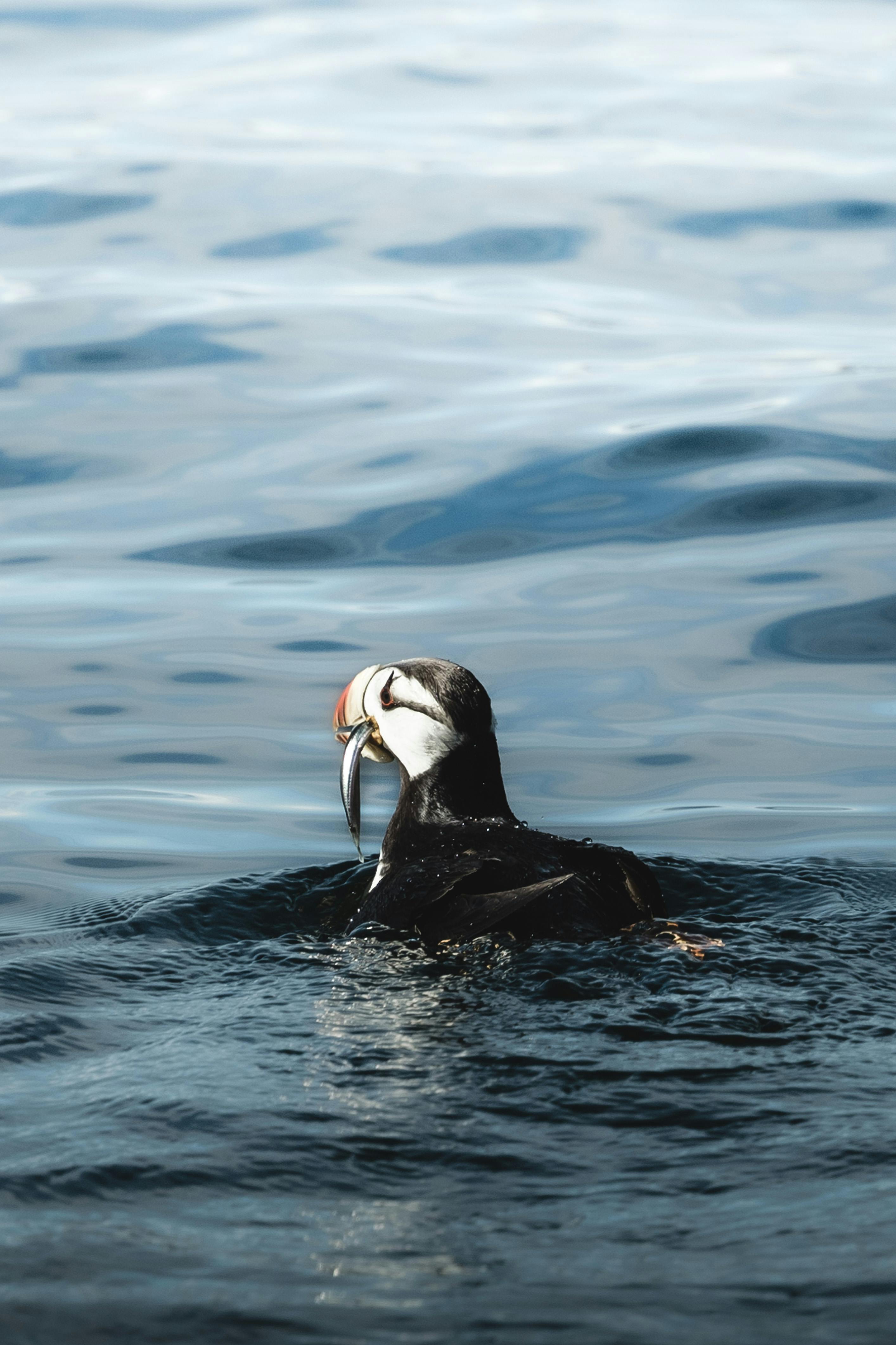 Close-up of a Puffin Swimming in the Water with a Fish in Its Beak ...