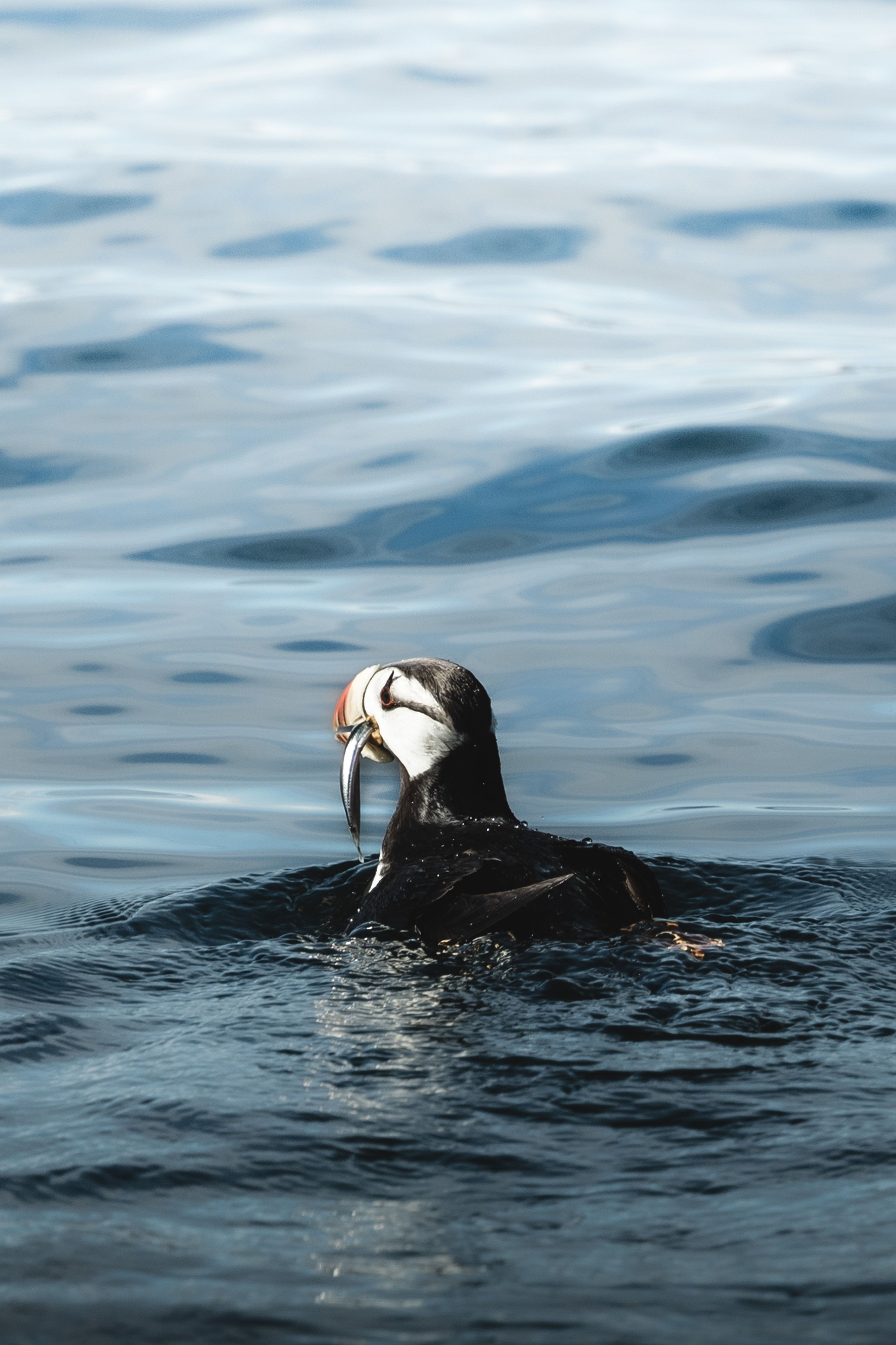 Close-up of a Puffin Swimming in the Water with a Fish in Its Beak ...