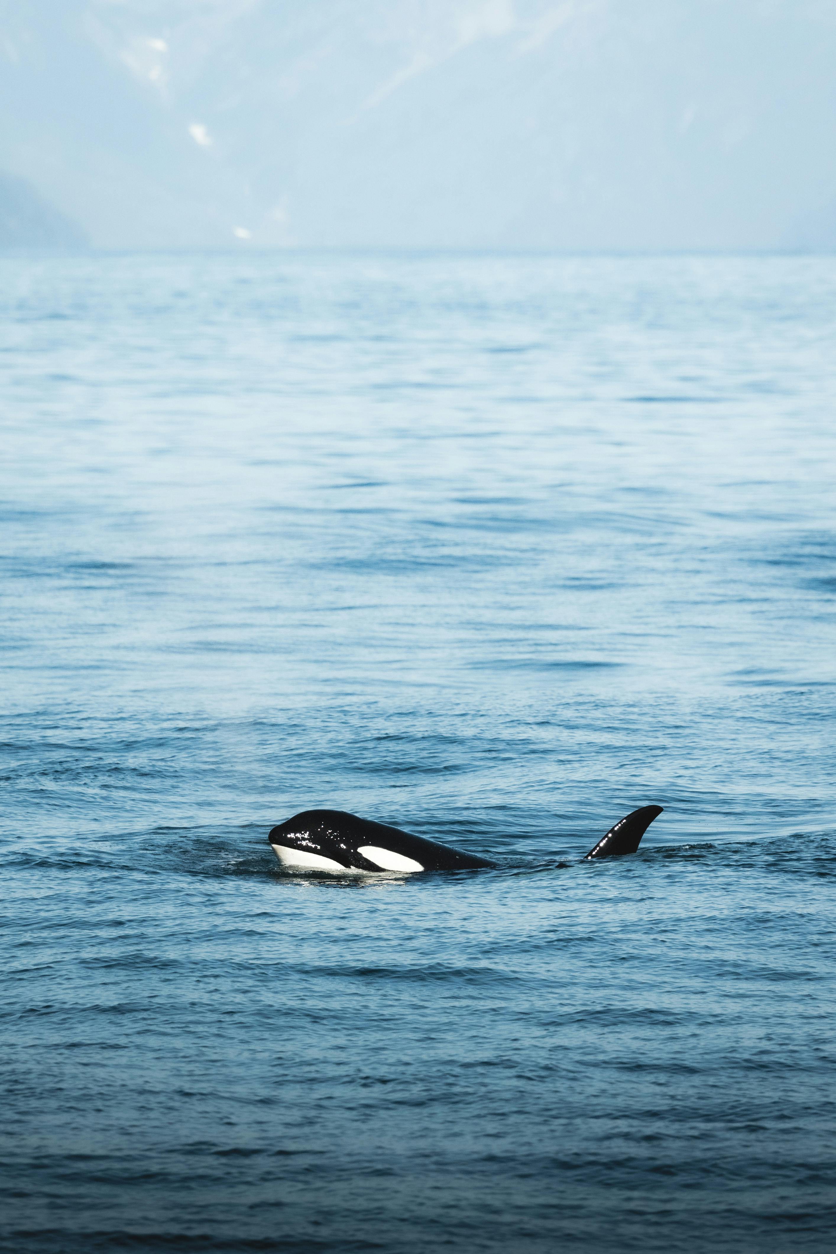 Orca in Body of Water · Free Stock Photo