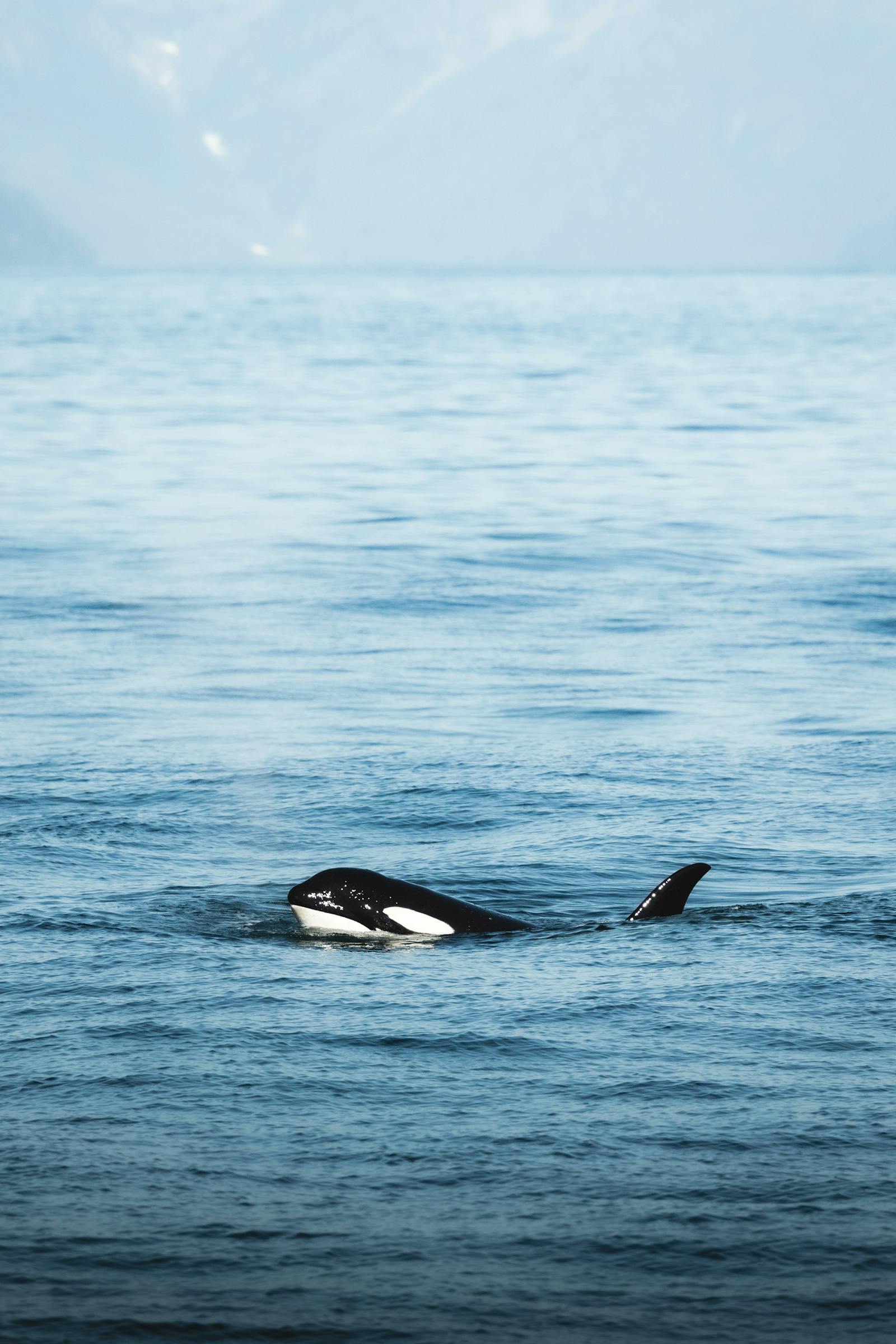 Orca Photos, Download The BEST Free Orca Stock Photos & HD Images