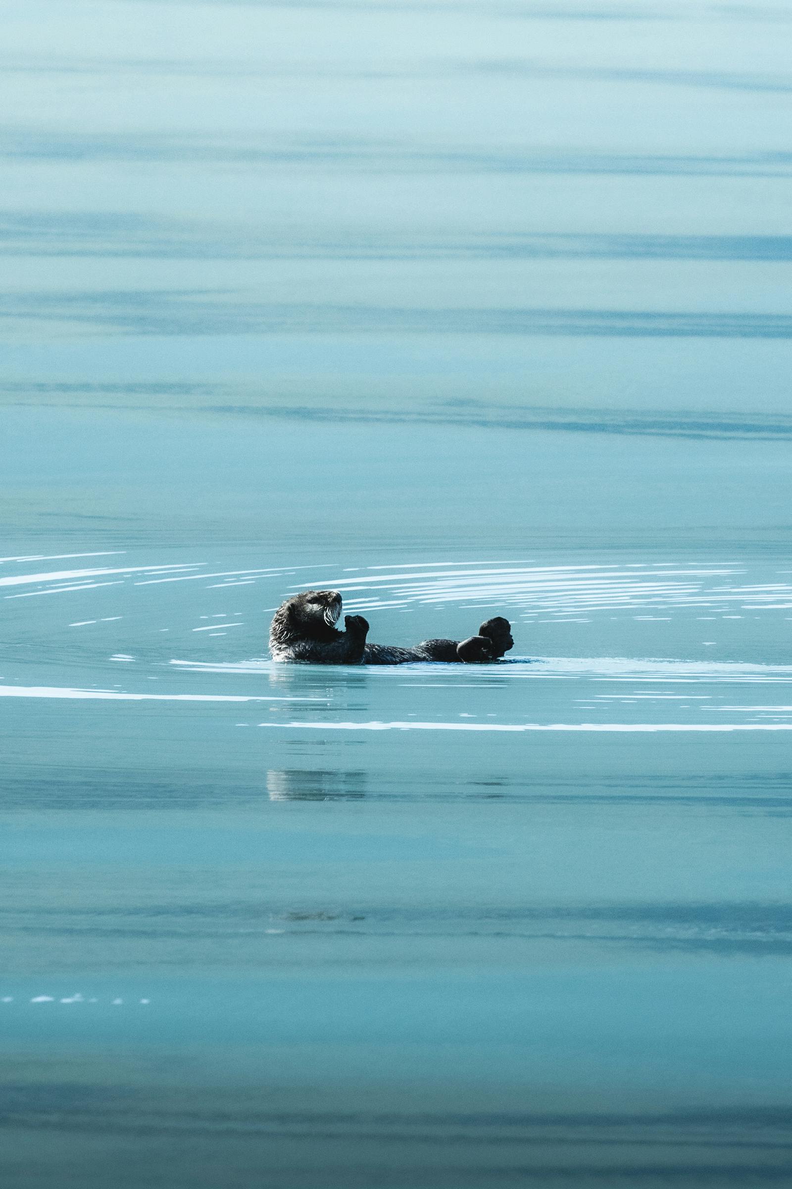 Sea Otter Photos, Download The BEST Free Sea Otter Stock Photos & HD Images
