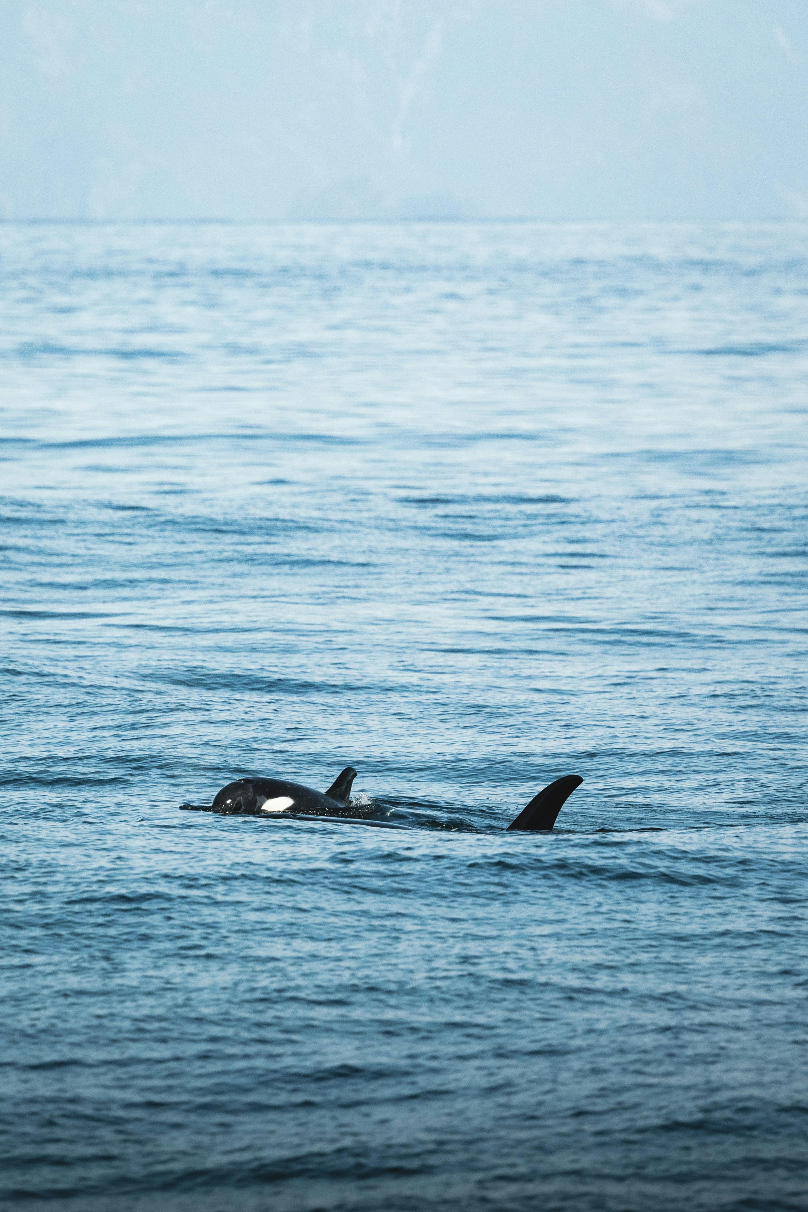 Orca in Body of Water · Free Stock Photo