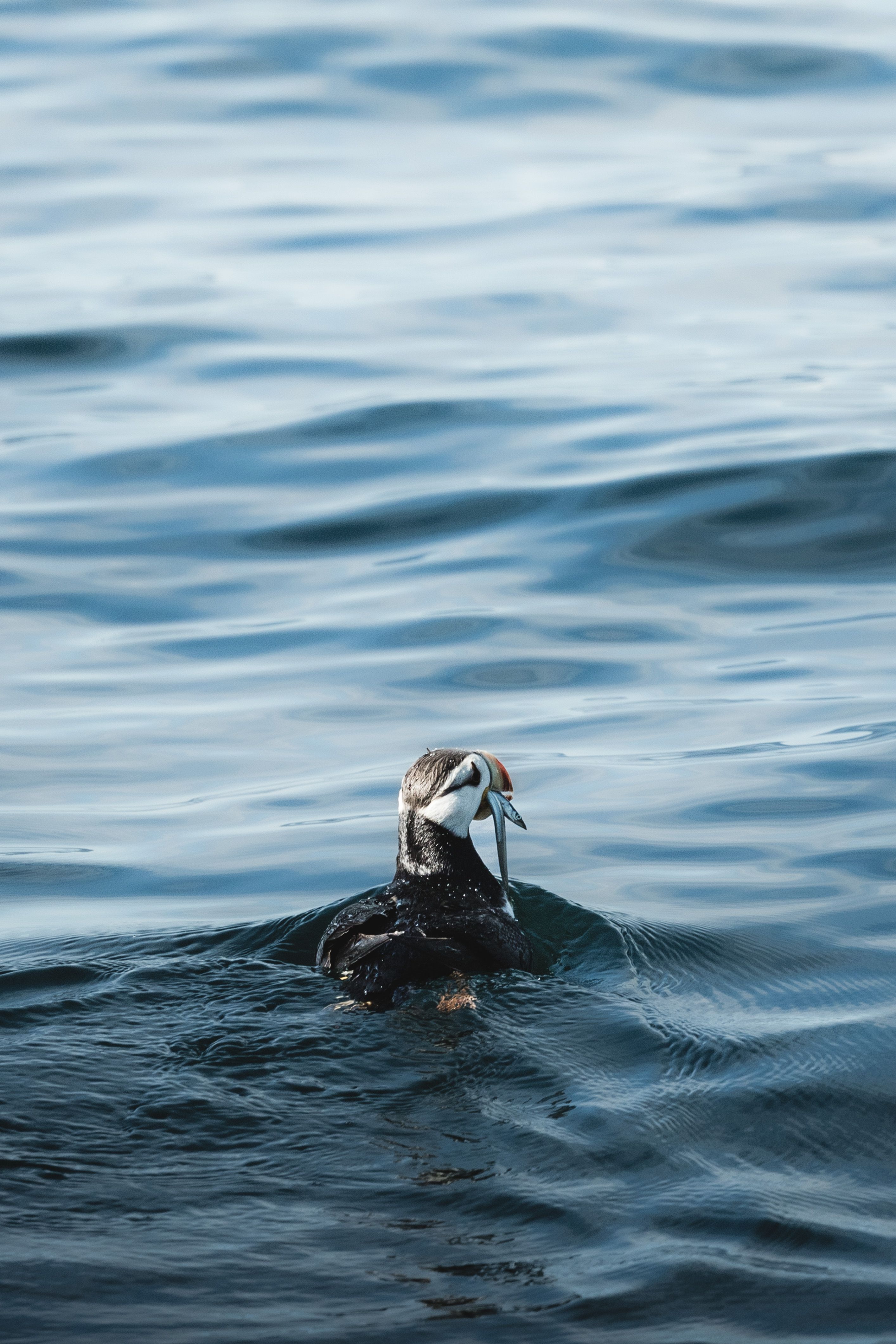 Close-up of a Puffin Swimming in the Water with a Fish in Its Beak ...