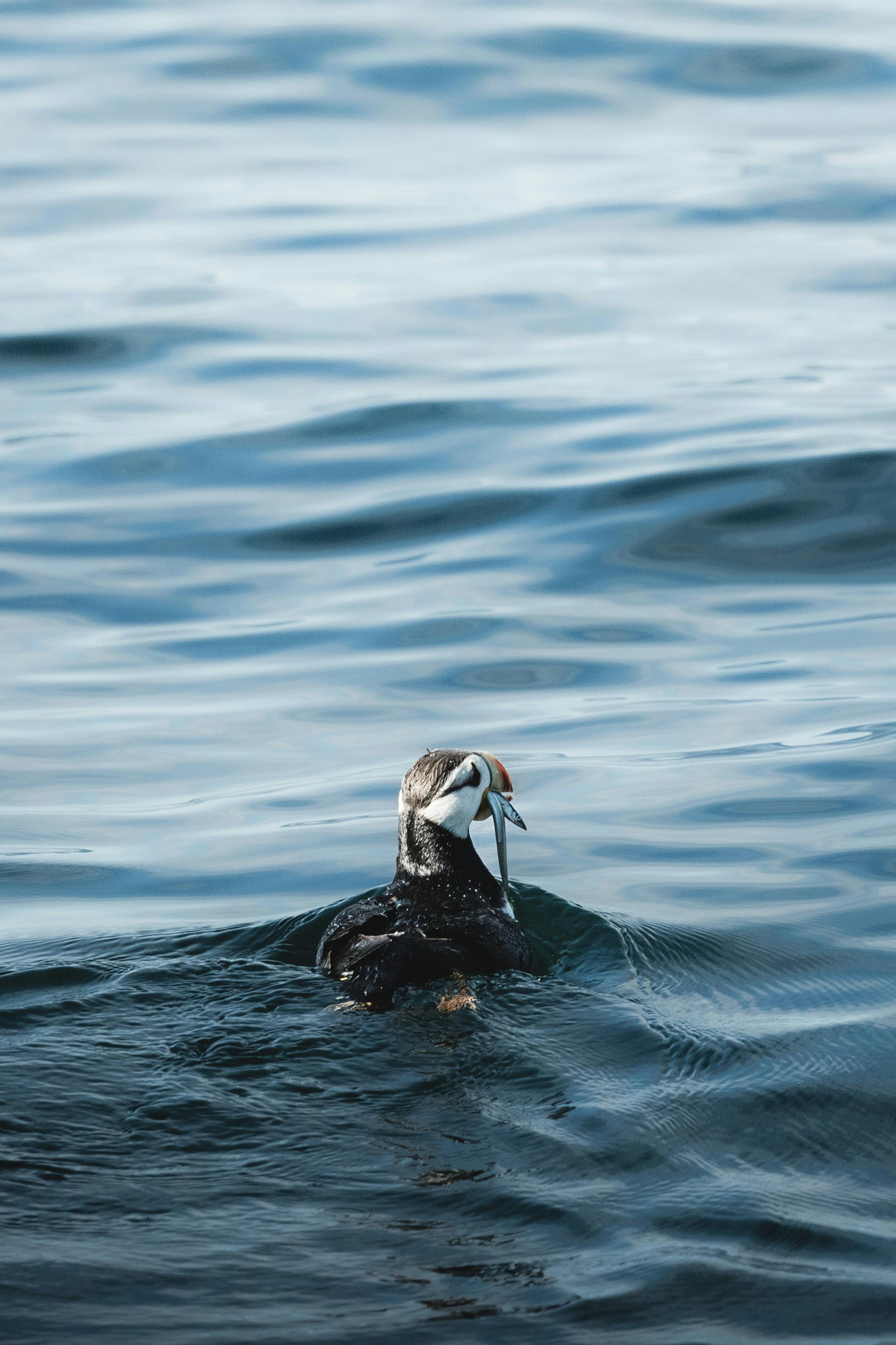 Muro Fish Photos, Download The BEST Free Muro Fish Stock Photos & HD Images