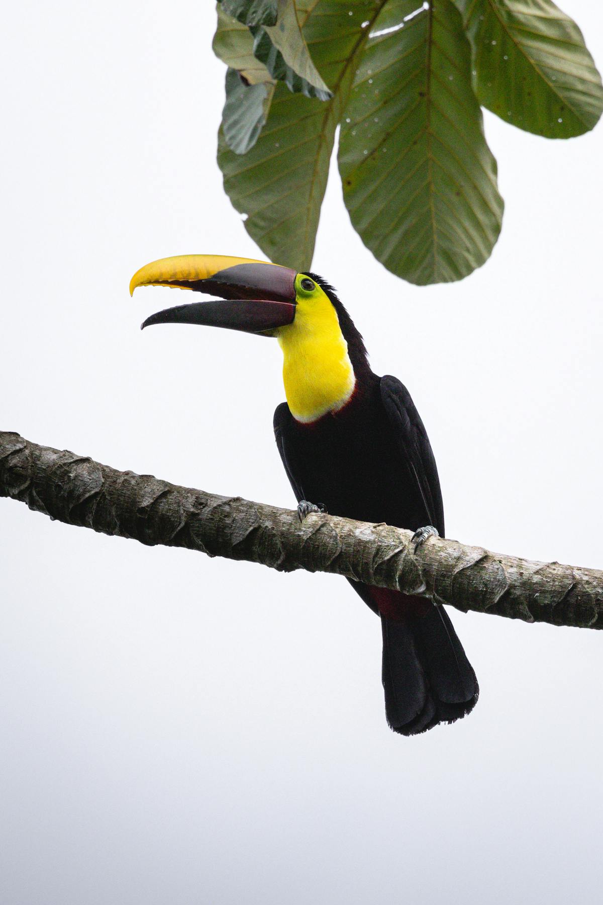 Toucan Photos, Download The BEST Free Toucan Stock Photos & HD Images