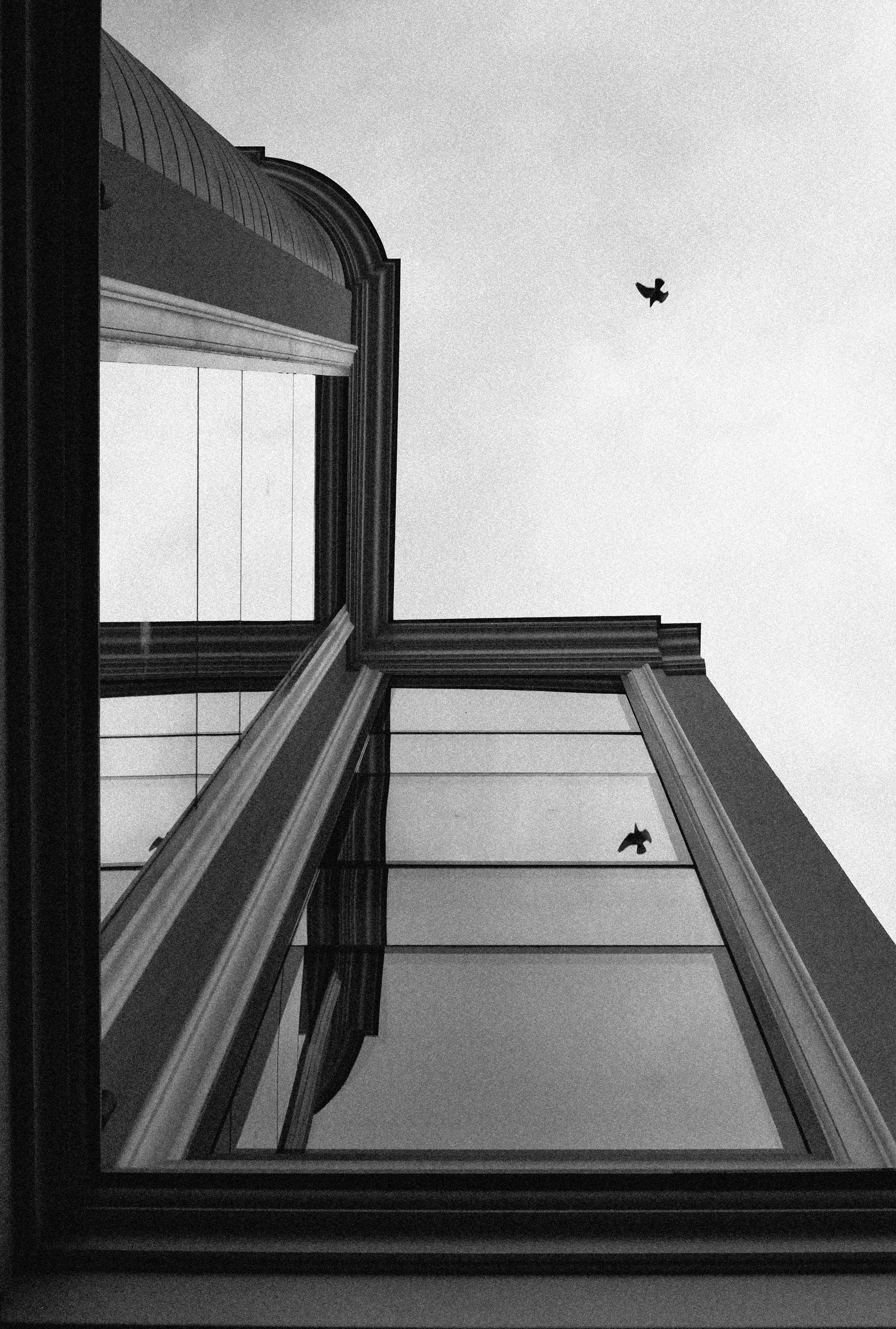 Bird Reflecting in Window · Free Stock Photo