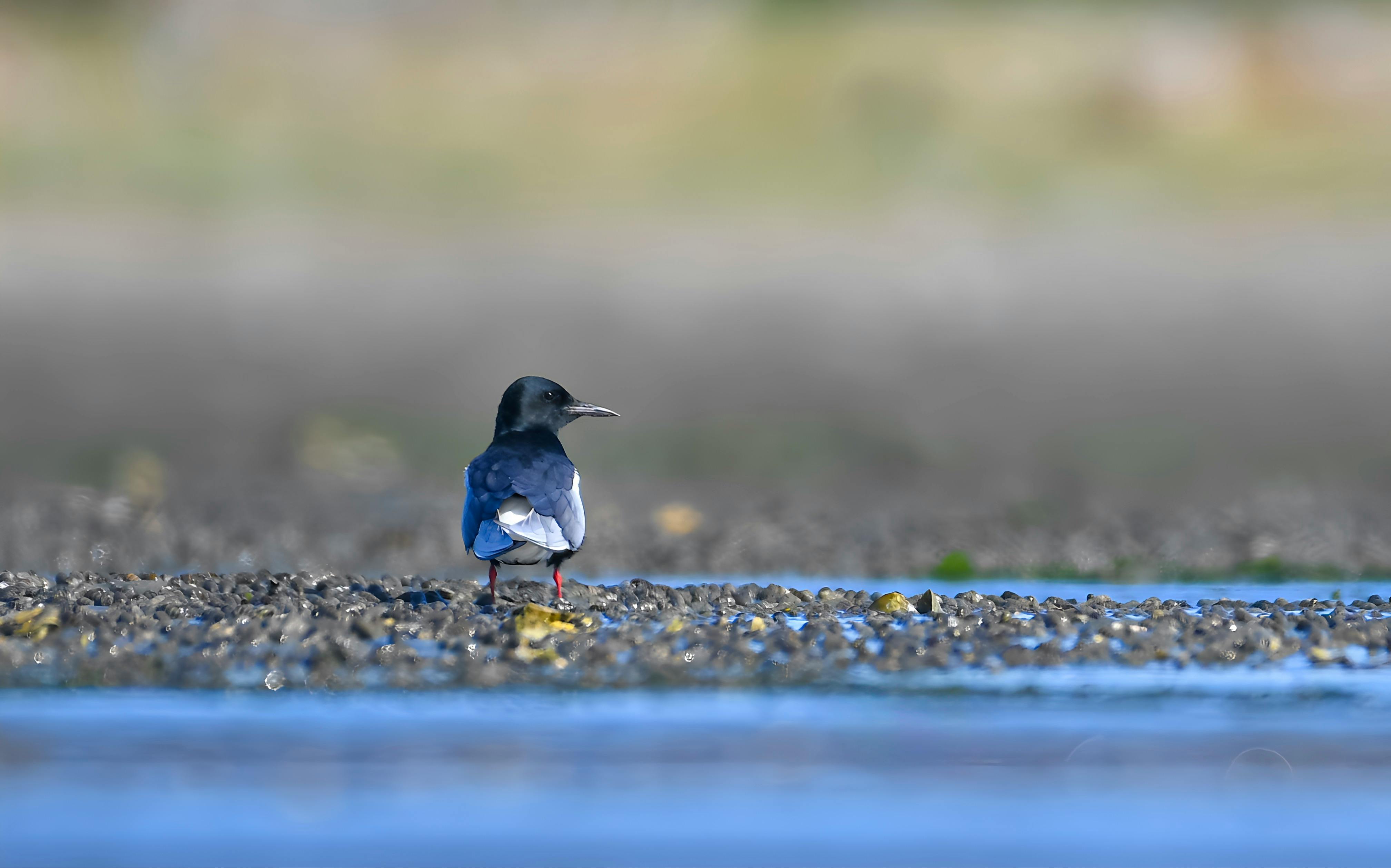 Mohamed Nasar - 사진