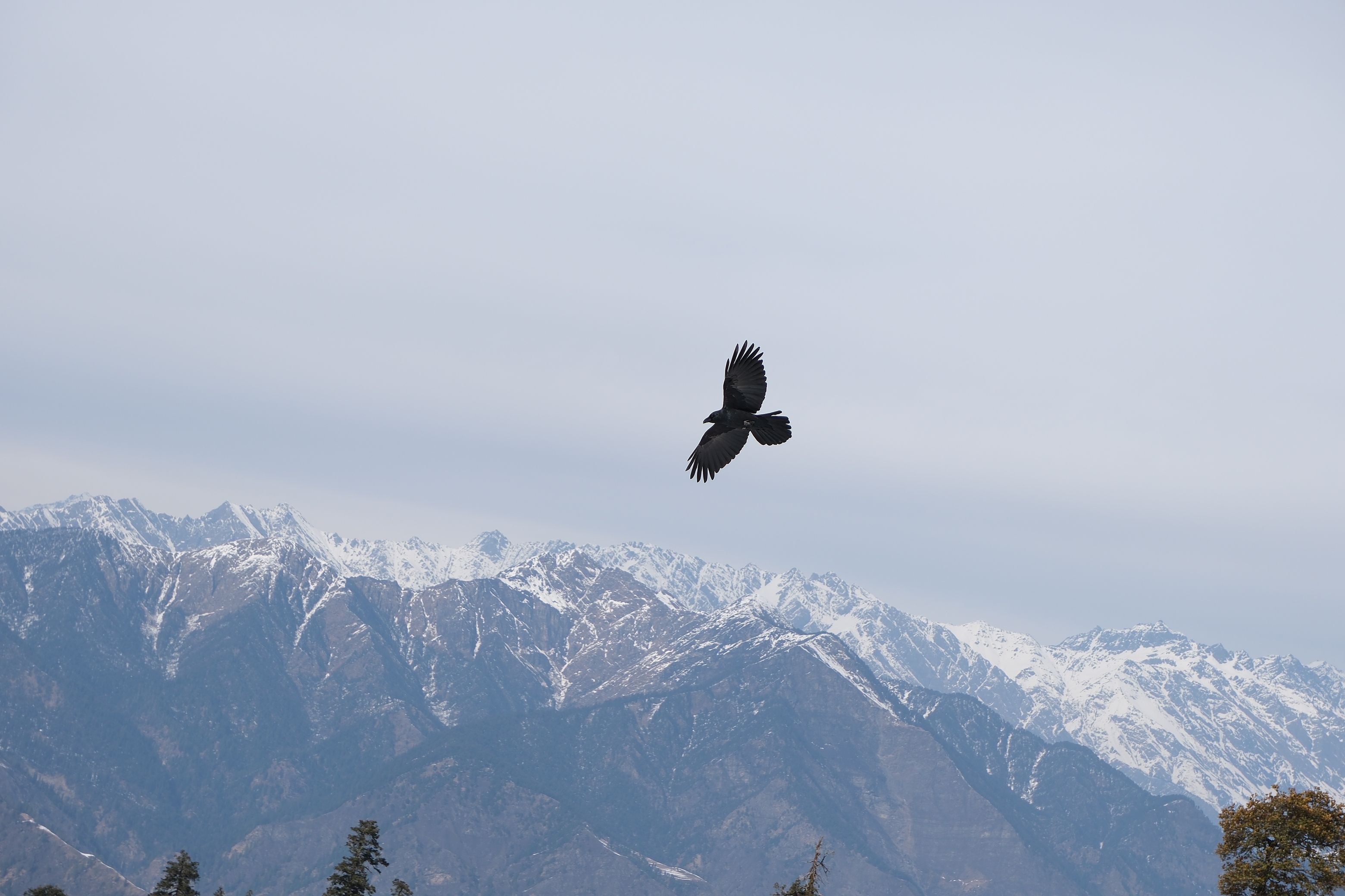 Bird Flying Over Snow Covered Mountain · Free Stock Photo