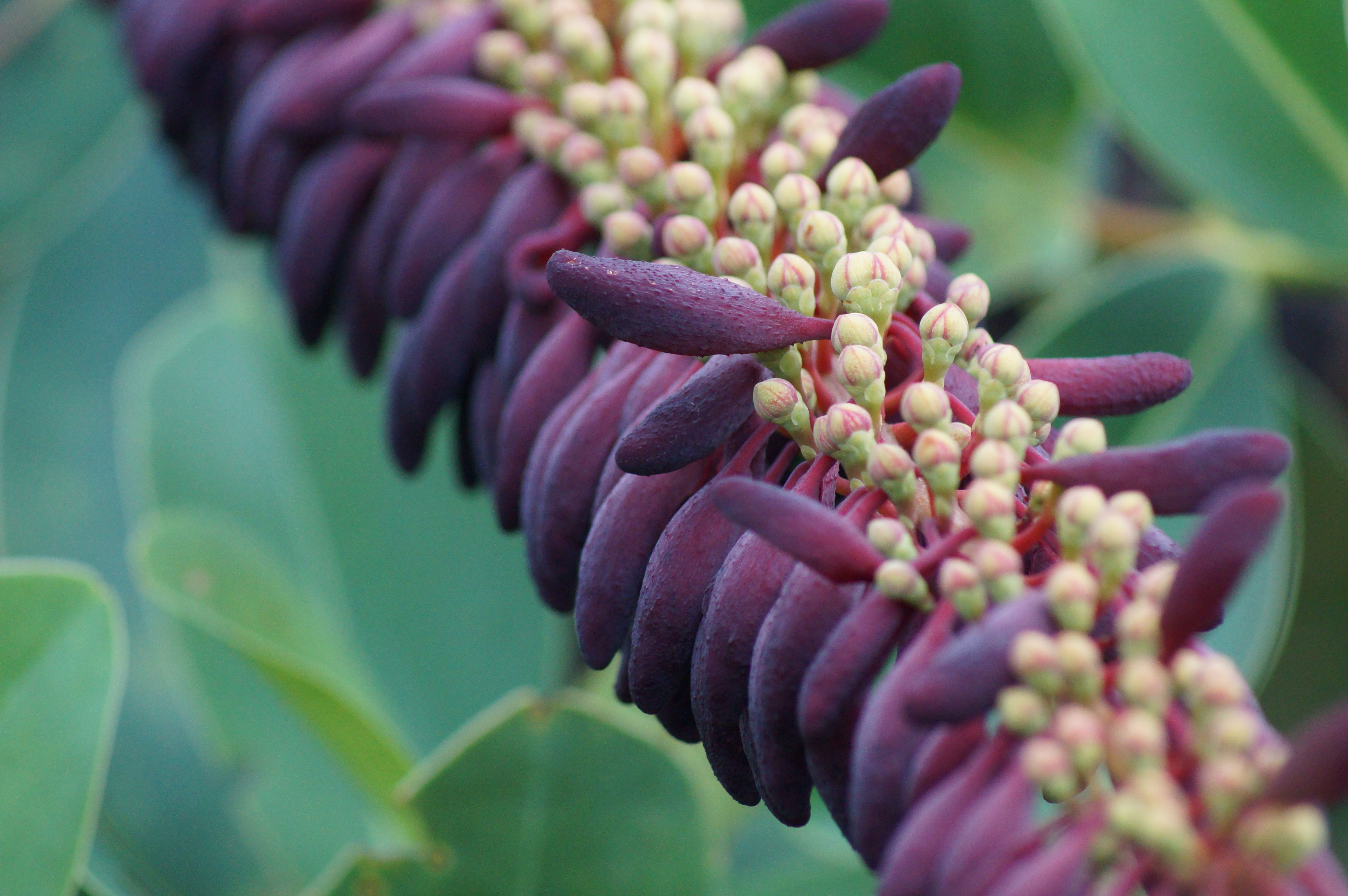 Norantea Guianensis Flower · Free Stock Photo
