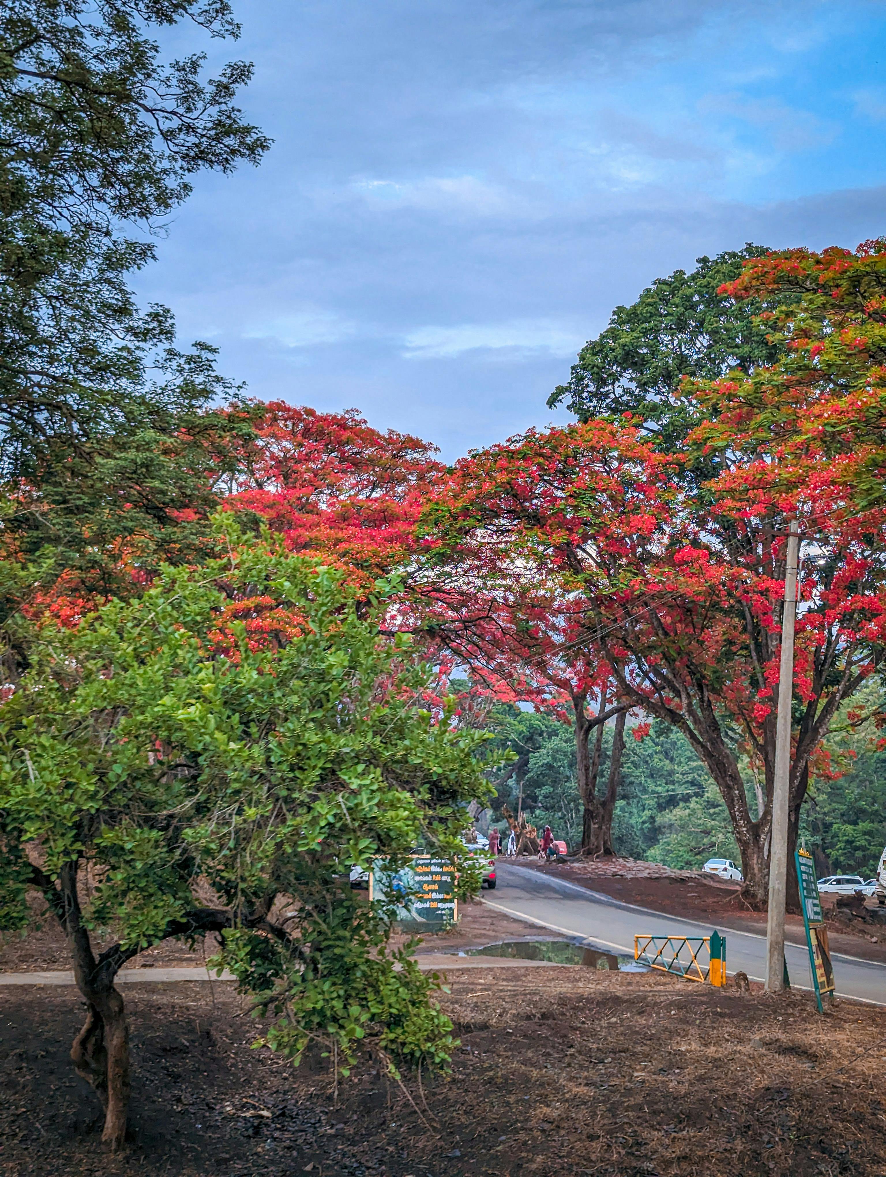 Photo gratuite de arbre flamboyant., arbres exotiques, arbres tropicaux ...