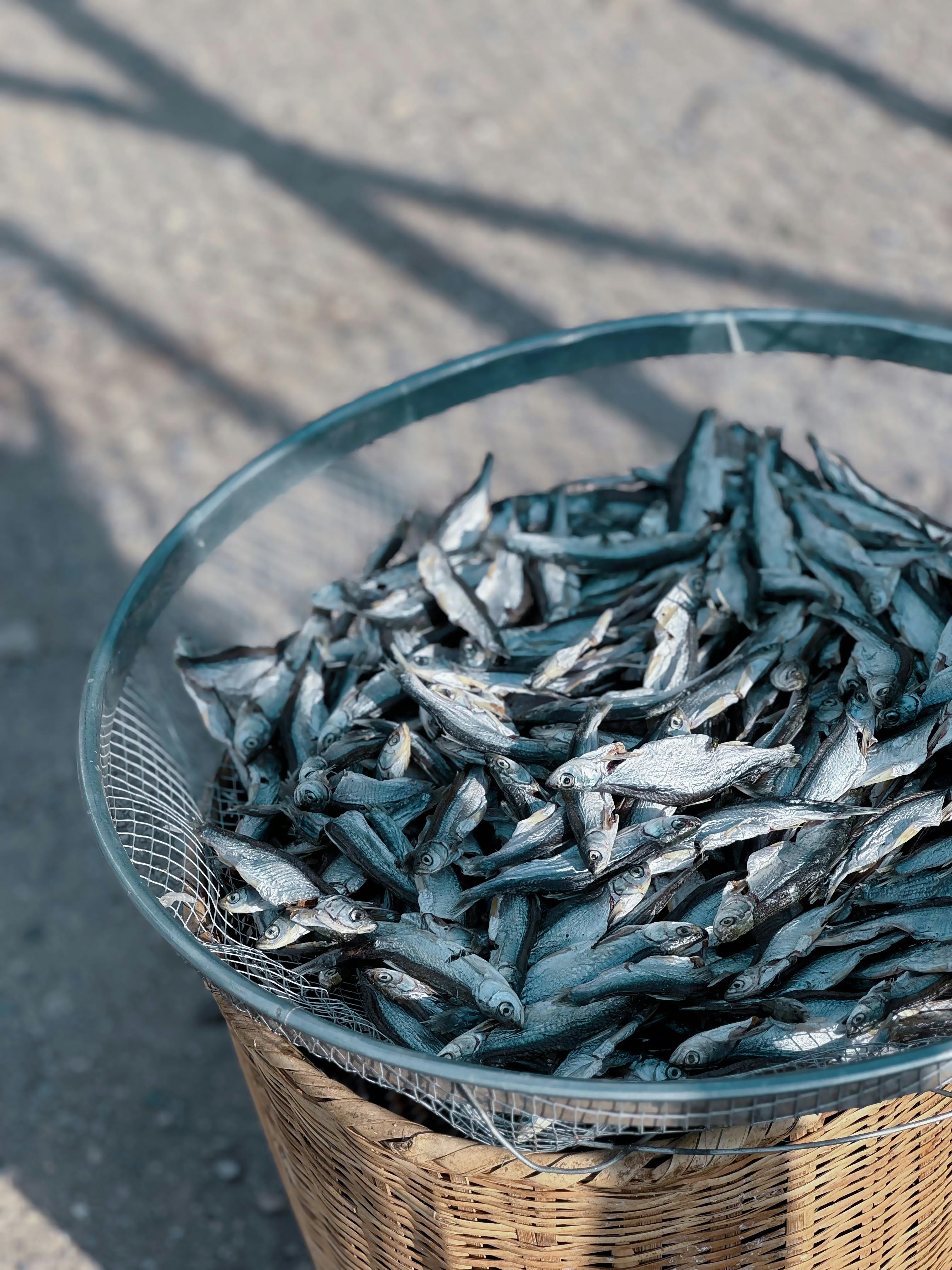 Foto profissional gratuita de abastecimento de peixe, agricultura ...