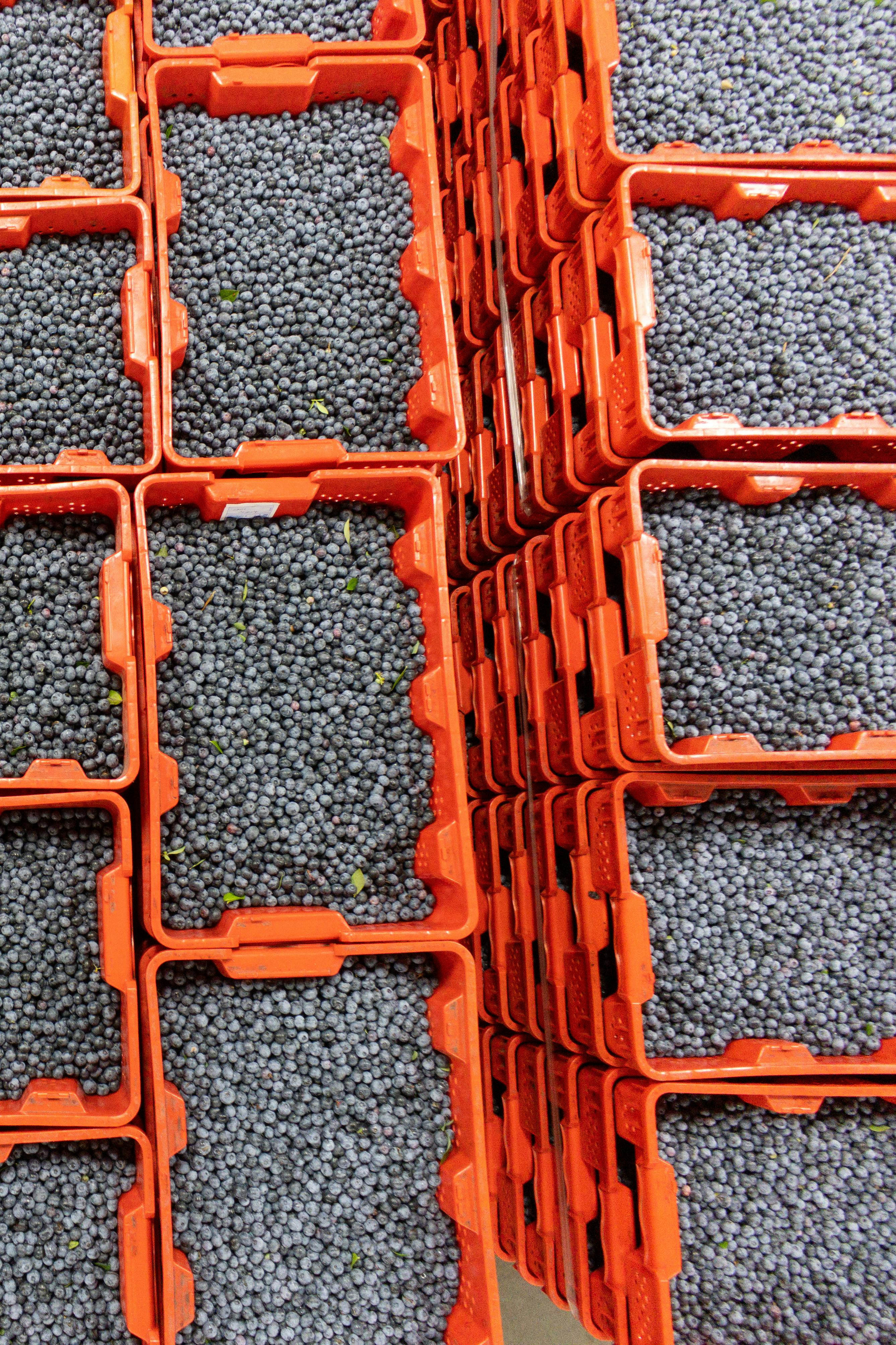 Unrecognizable woman sorting cocoons of silkworms · Free Stock Photo