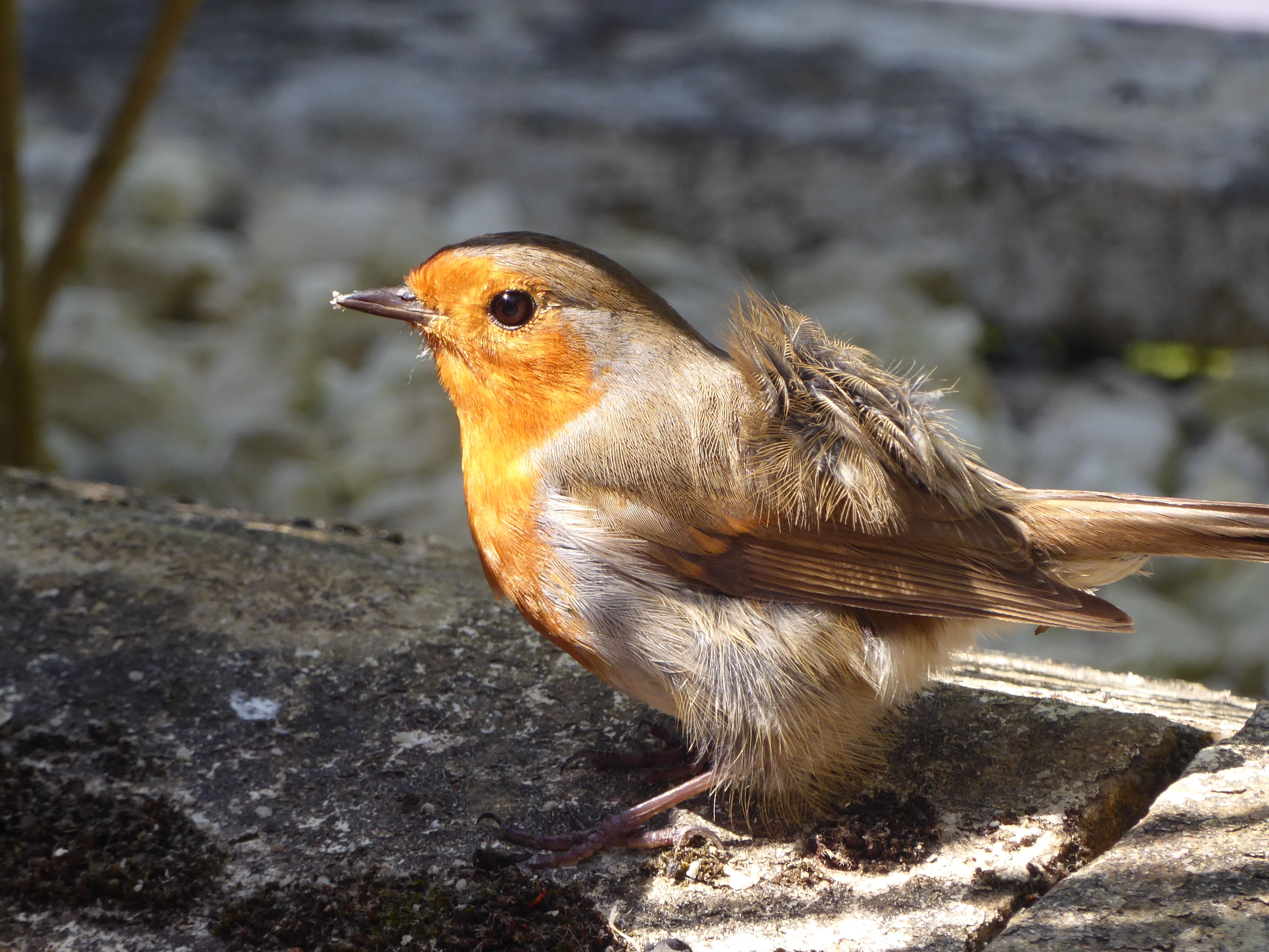 Orange European Robin Bird Sitting on Concrete Wall in Sunlight · Free ...