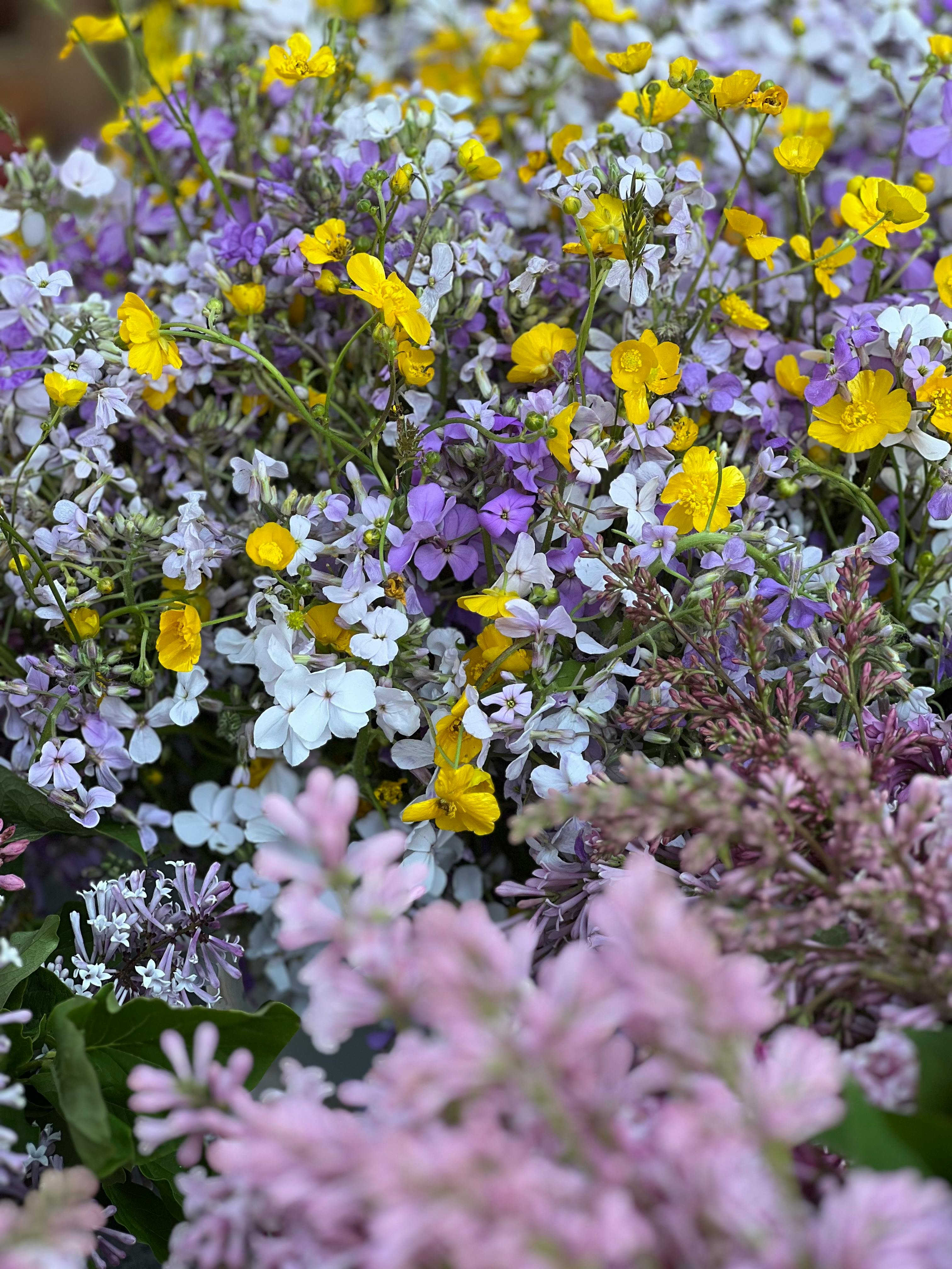 Flowers Garden Photos, Download The BEST Free Flowers Garden Stock ...