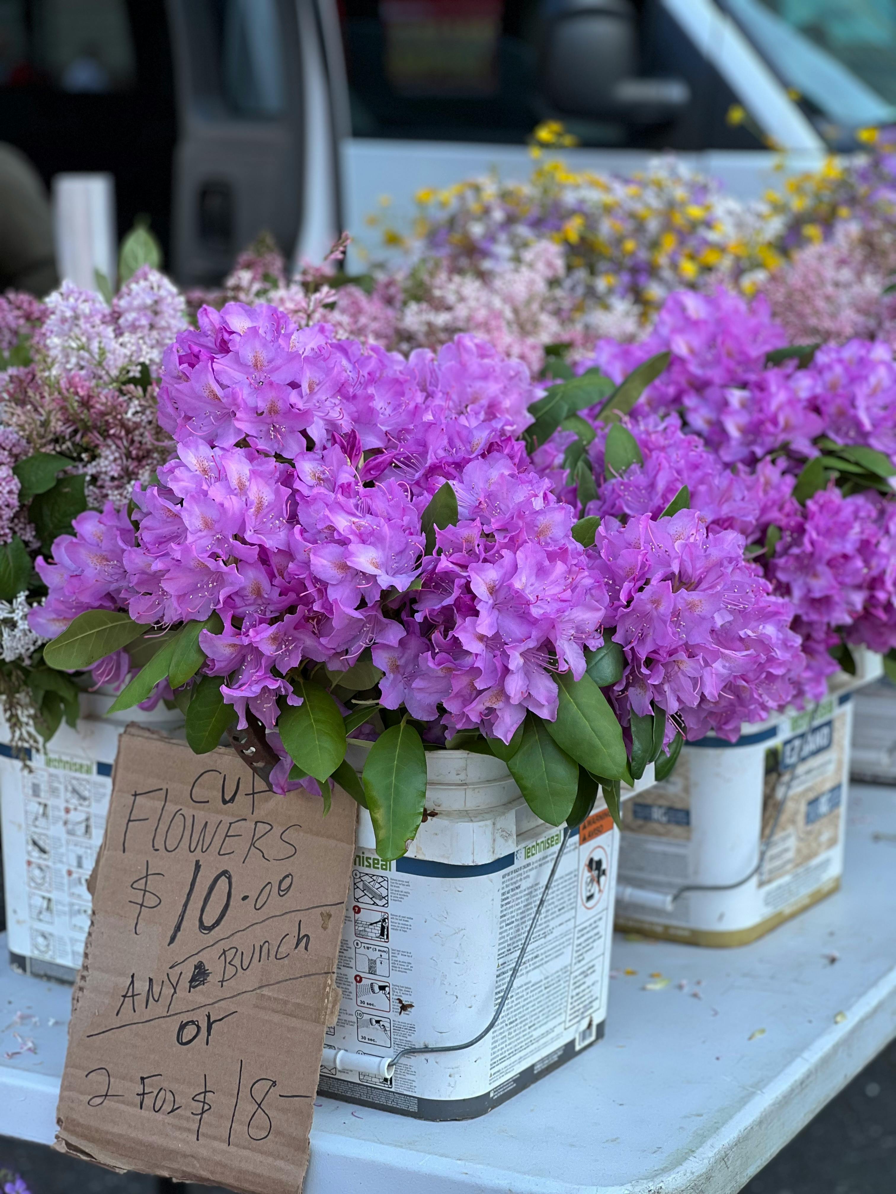 Lima Lavender Photos, Download The BEST Free Lima Lavender Stock Photos & HD Images