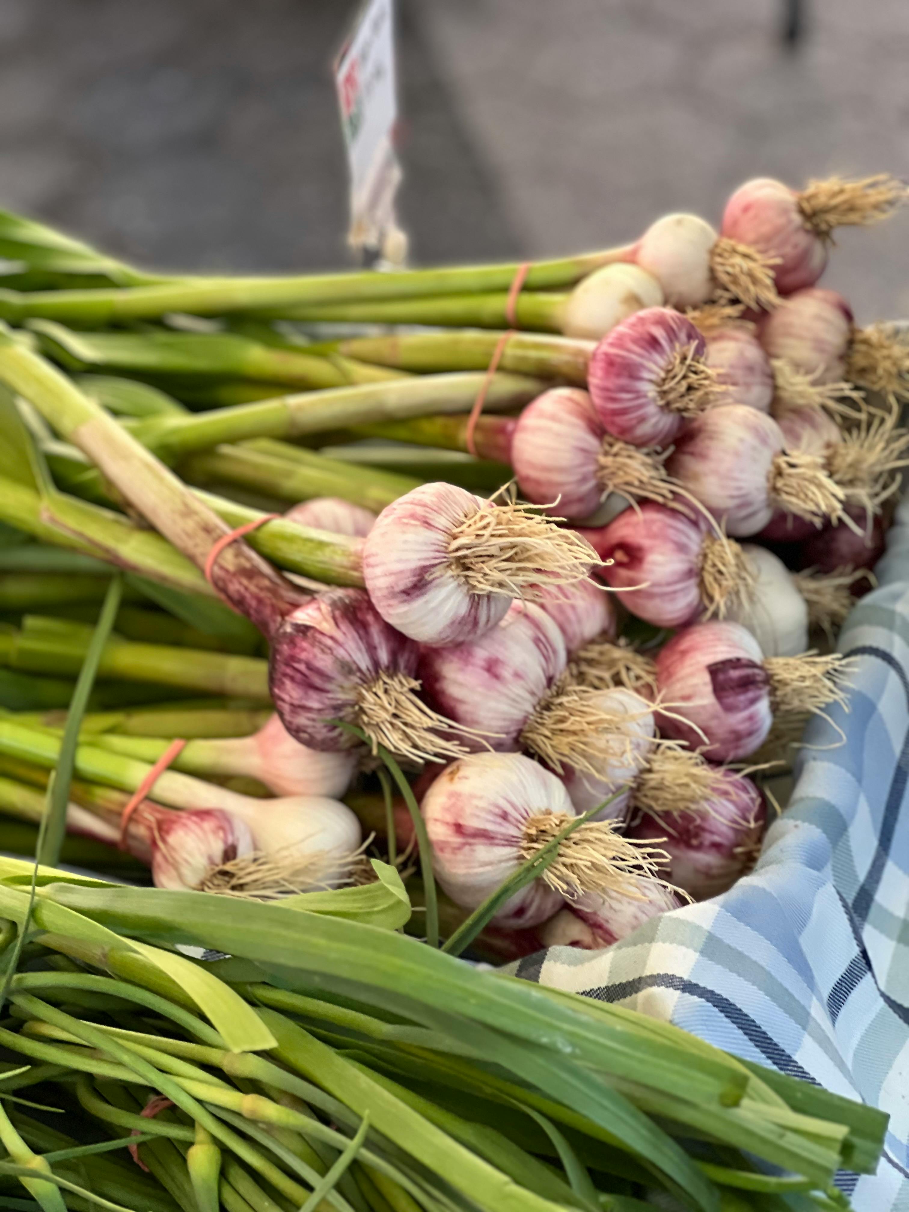 Bunch of Fresh Garlic · Free Stock Photo